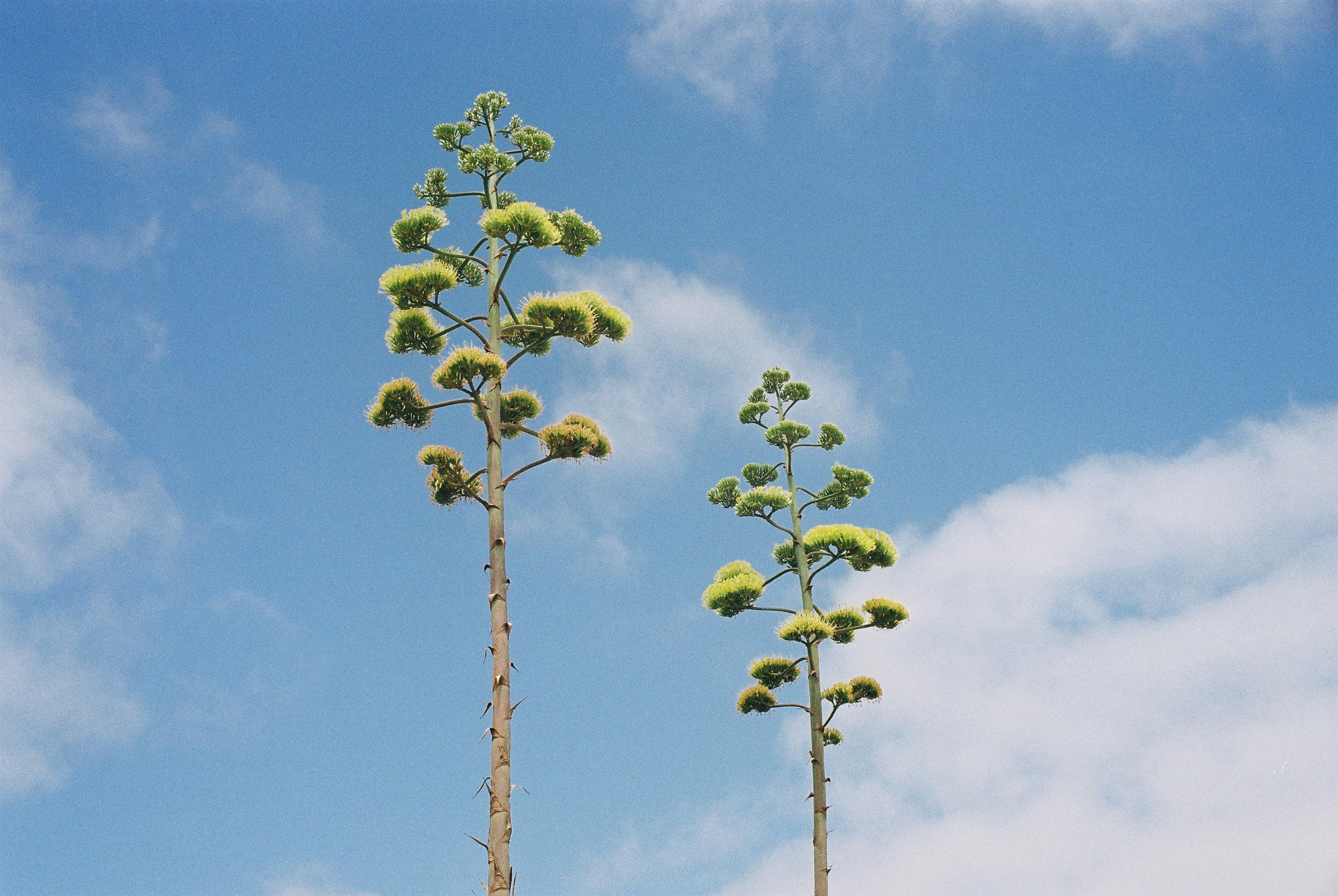 Spire-like stalks reach toward a bright blue sky