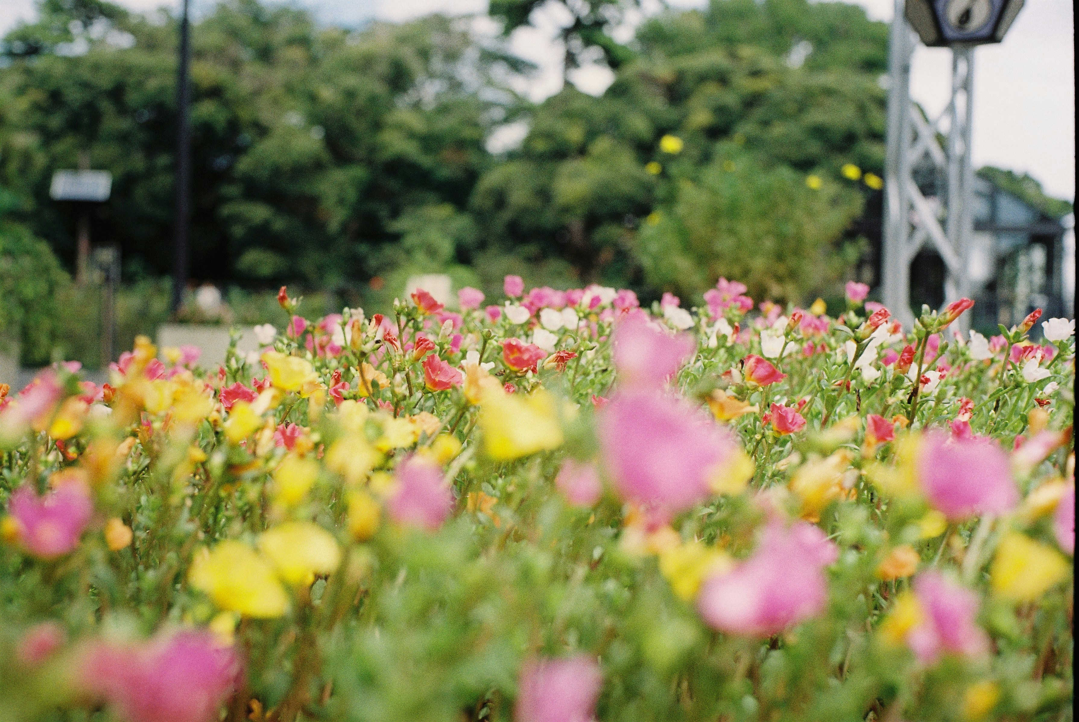 Ground-level field of pink and yellow blooms with a softly blurred background and hints of distant structures.