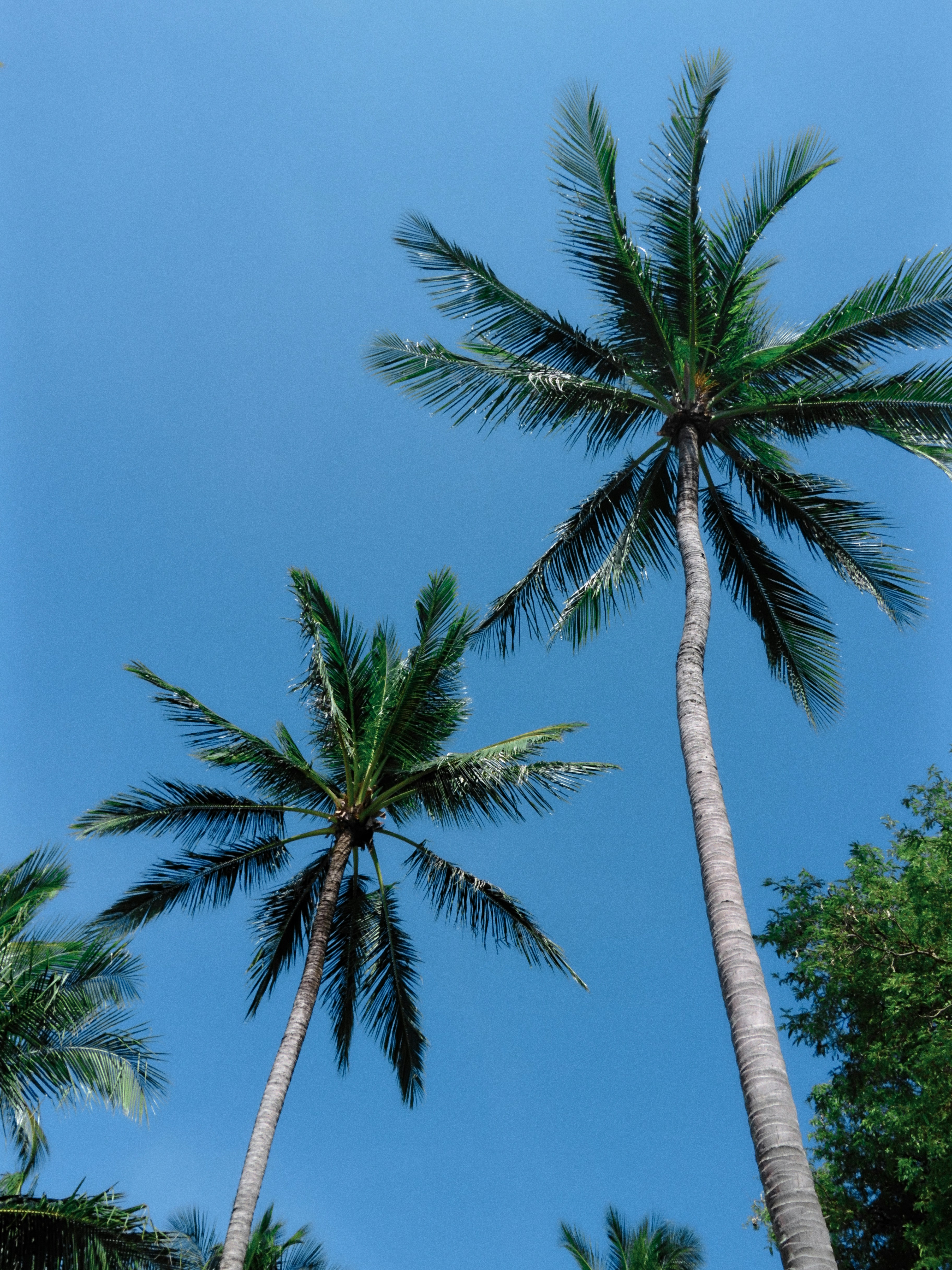 Tall palm trees reaching up into a clear, vibrant blue sky on a bright sunny day. The view is from below, emphasizing the height and texture of the fronds and trunks. 2. A worm's-eye view of tropical coconut palm trees set against an intensely blue, cloudless sky, capturing the essence of a perfect vacation or summer day.