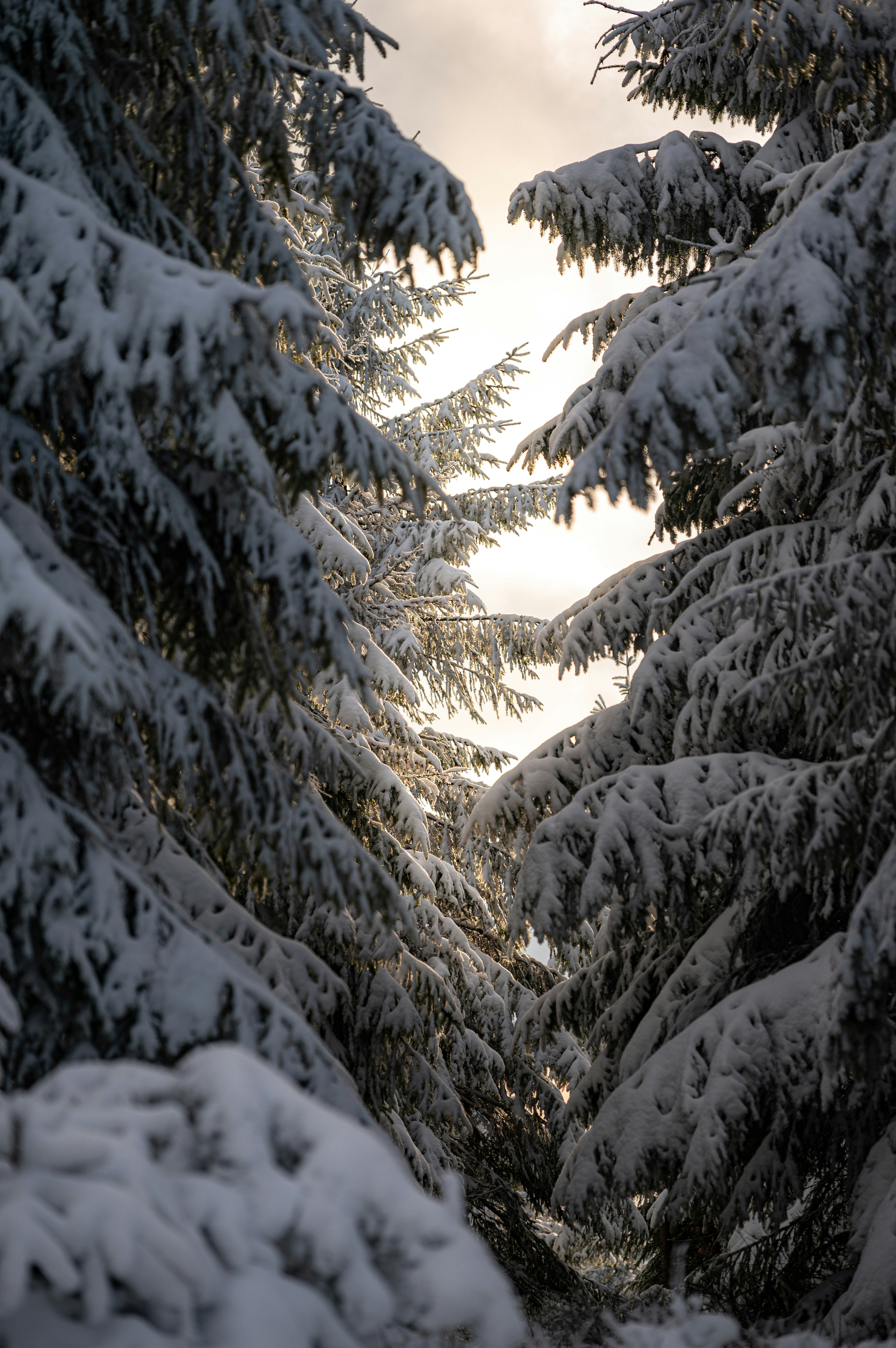 Pinos cubiertos de nieve con la luz del sol filtrándose. foto – Imagen ...