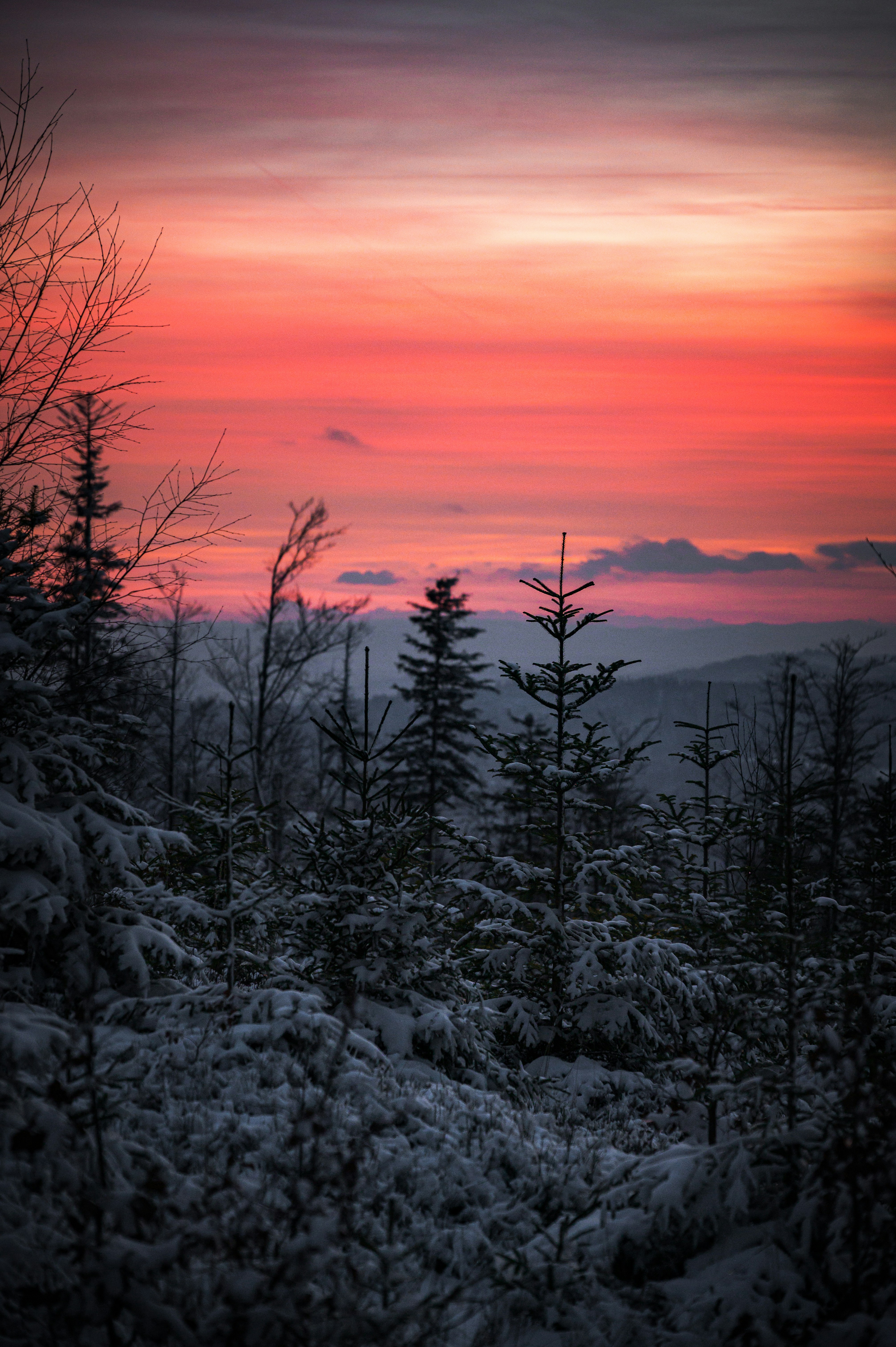 Snowy forest landscape with a vibrant sunset sky photo – Free Forest ...