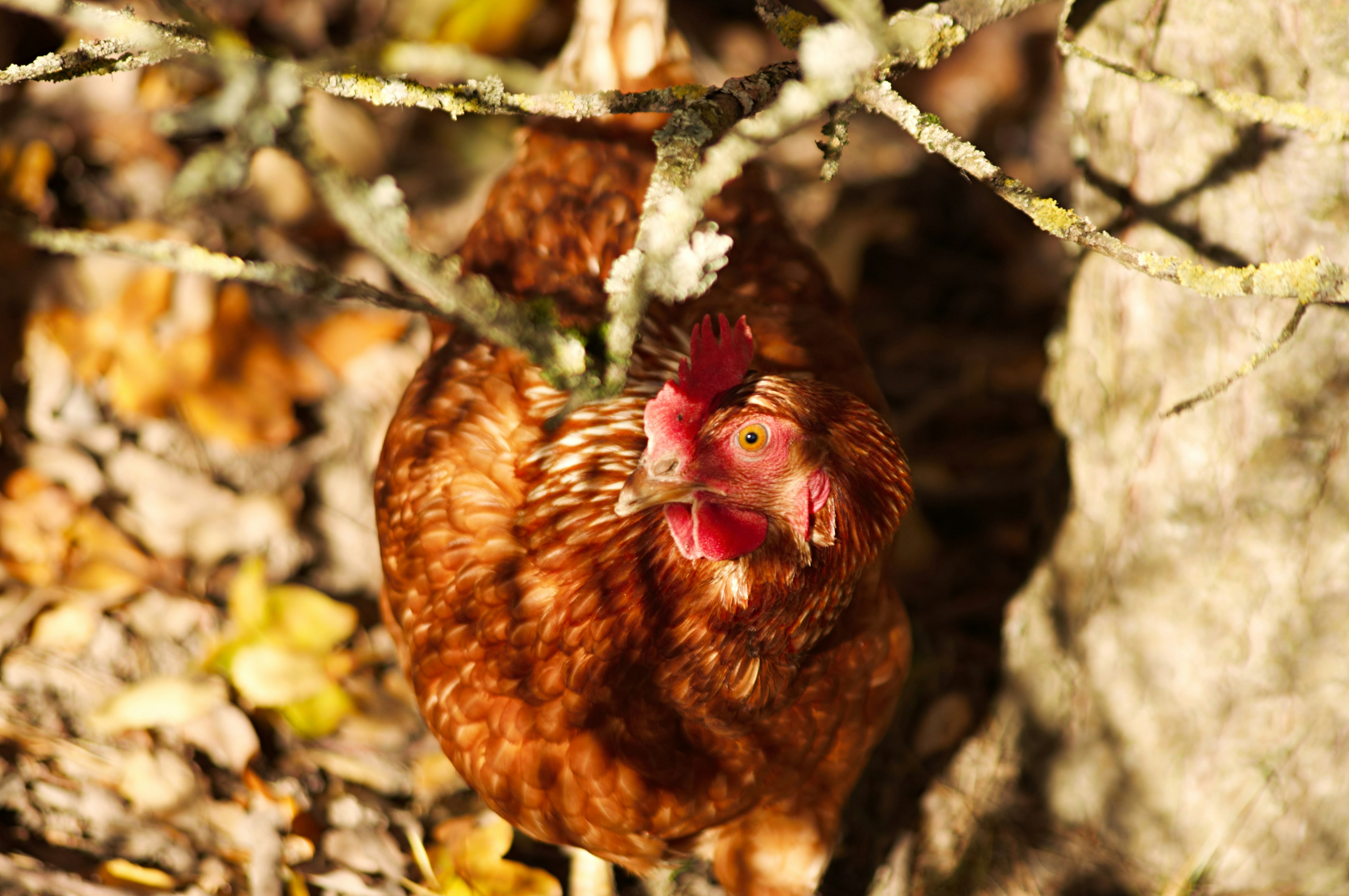 Amber Hen Beneath a Latticed Canopy of Autumn Branches