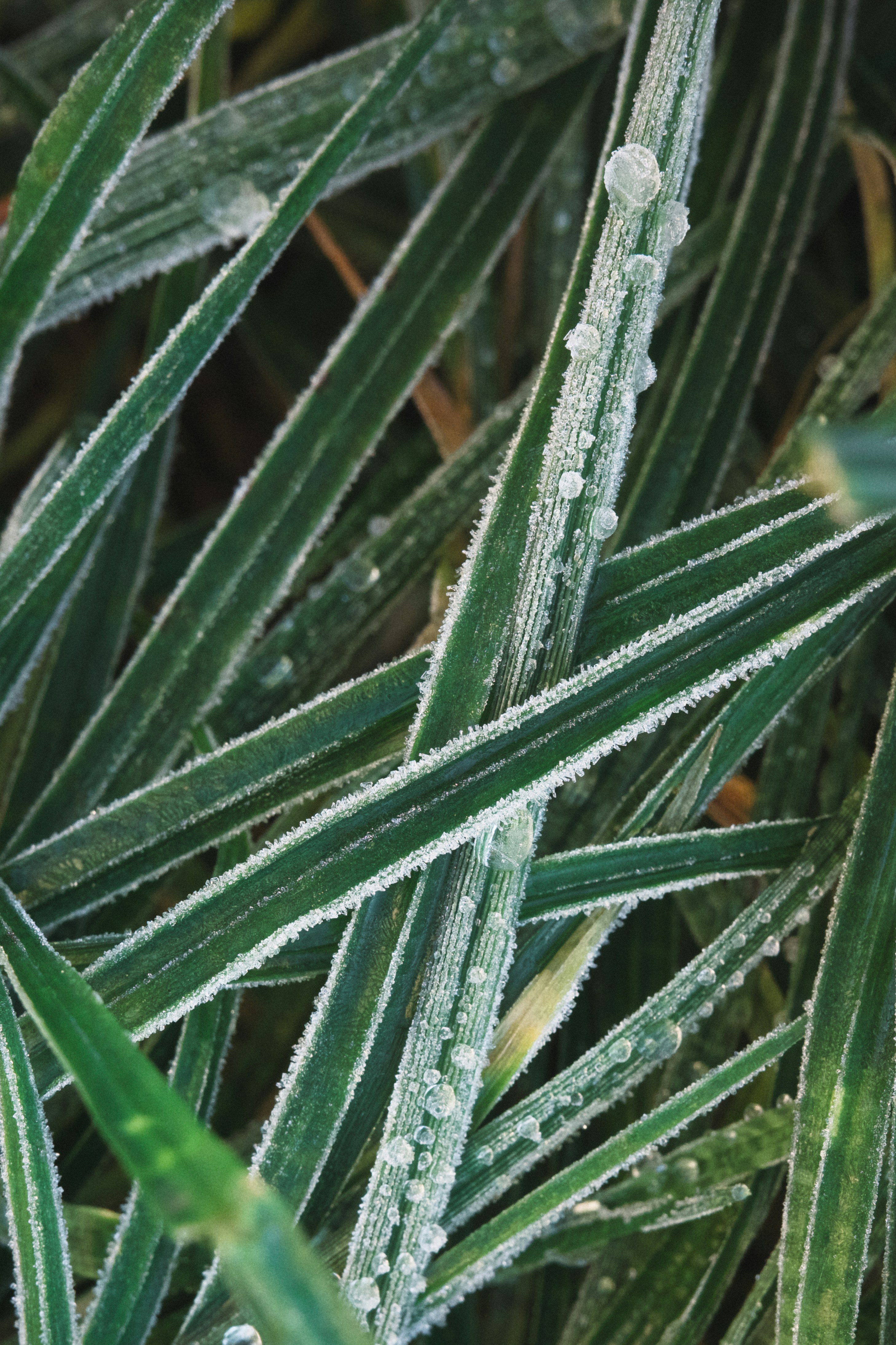 Ice Lace on Winter Grass