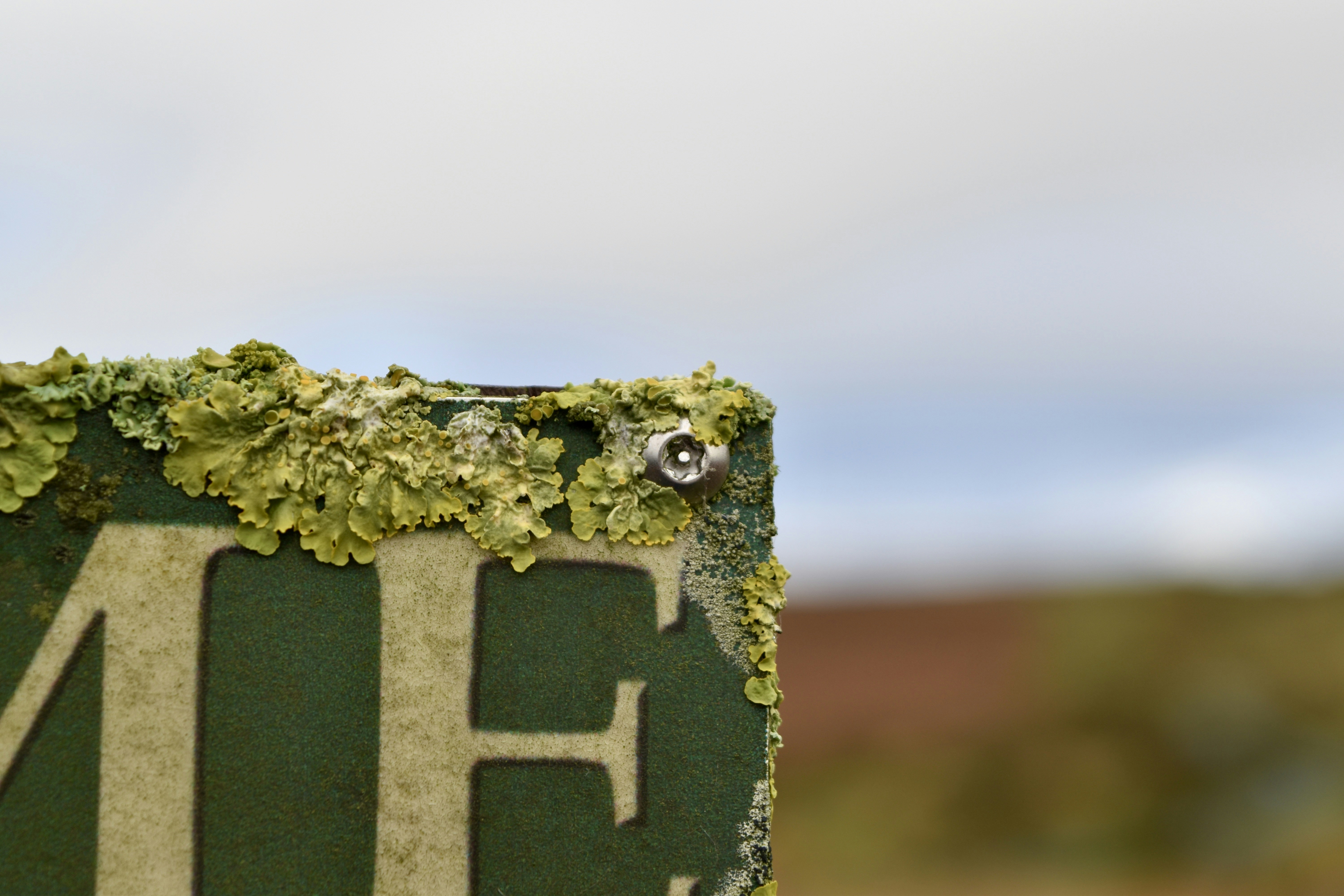 Mossy Edge and a Lone Rivet: Quiet Texture on a Weathered Sign