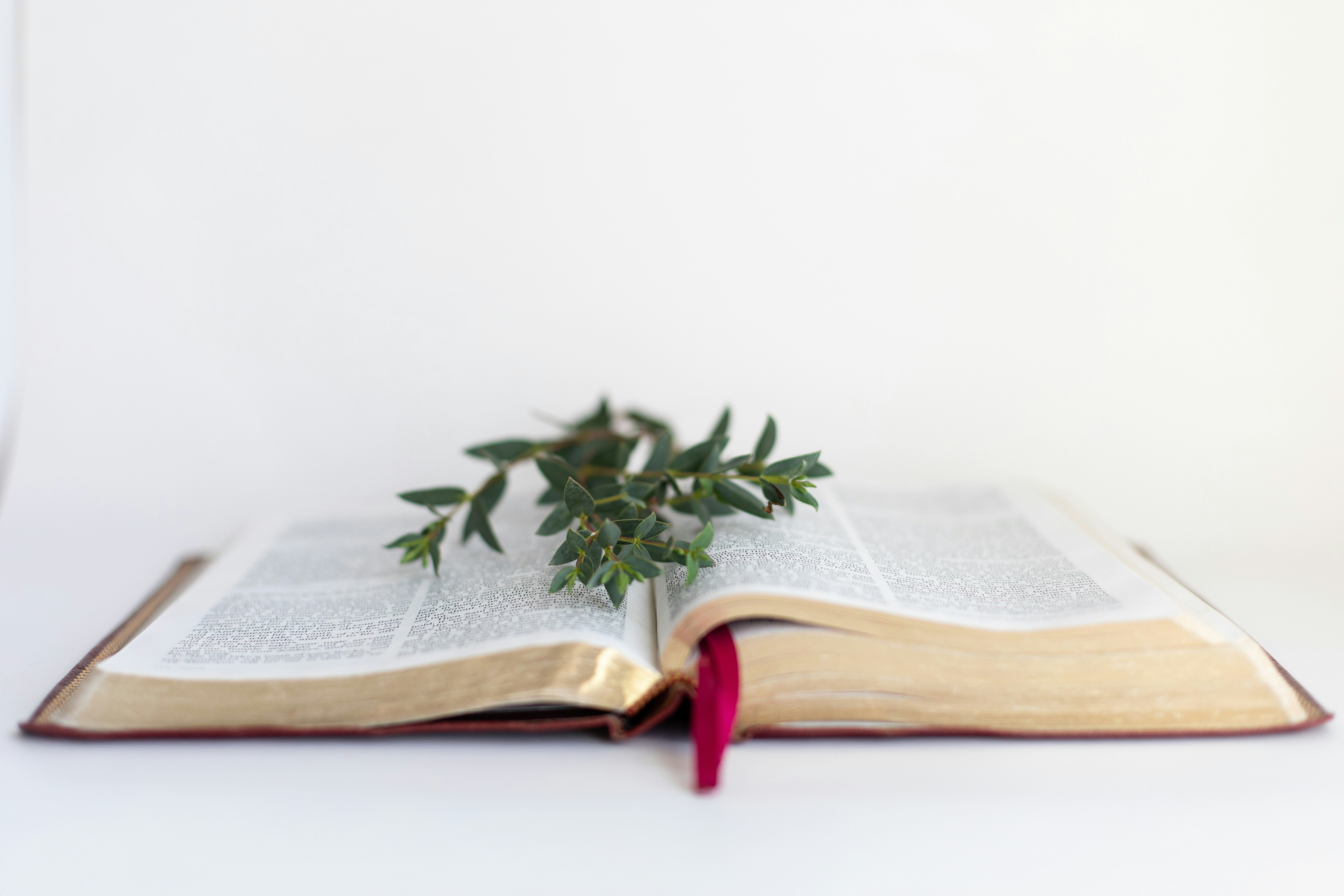 open bible with greenery