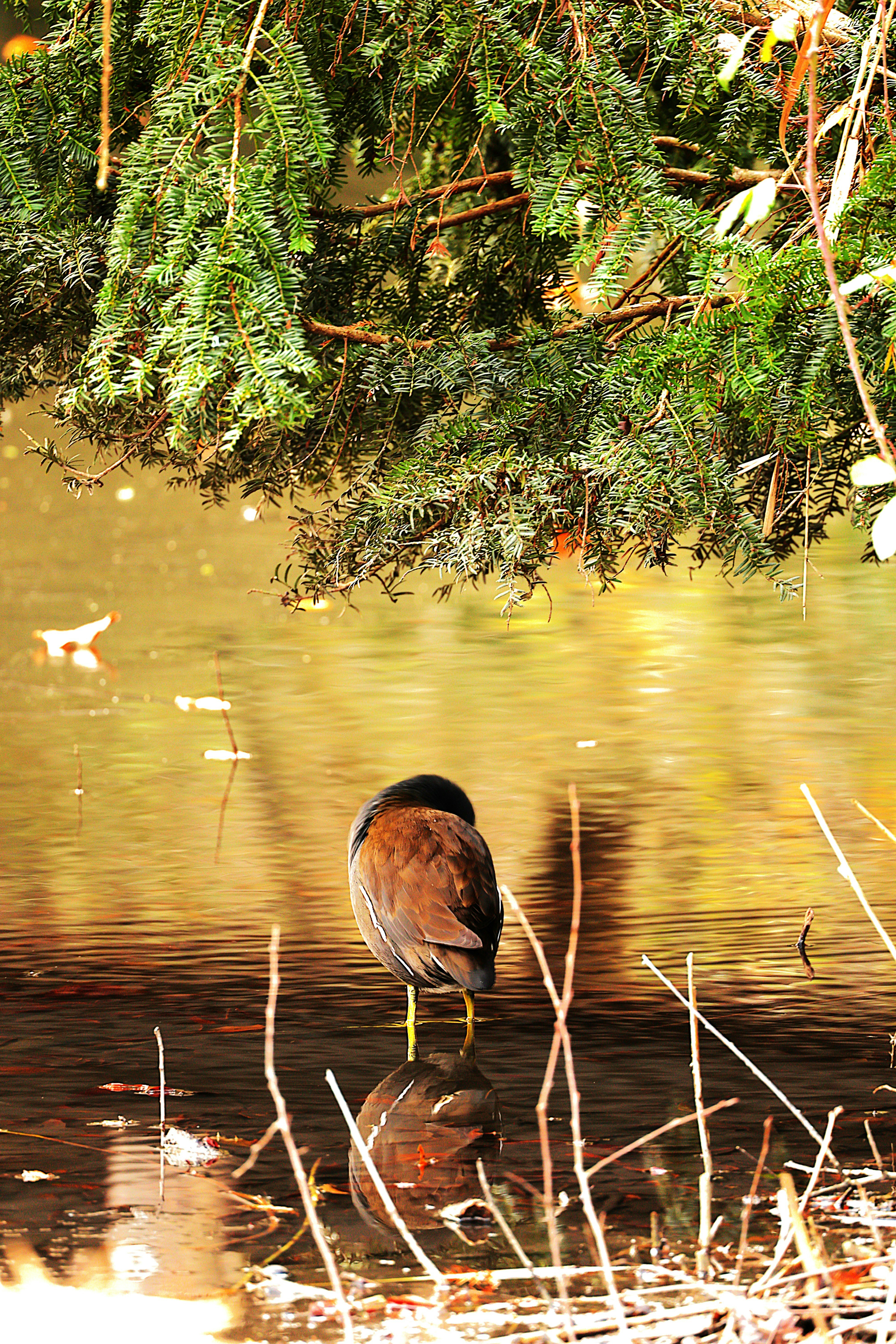 A bird stands in shallow water under trees.
