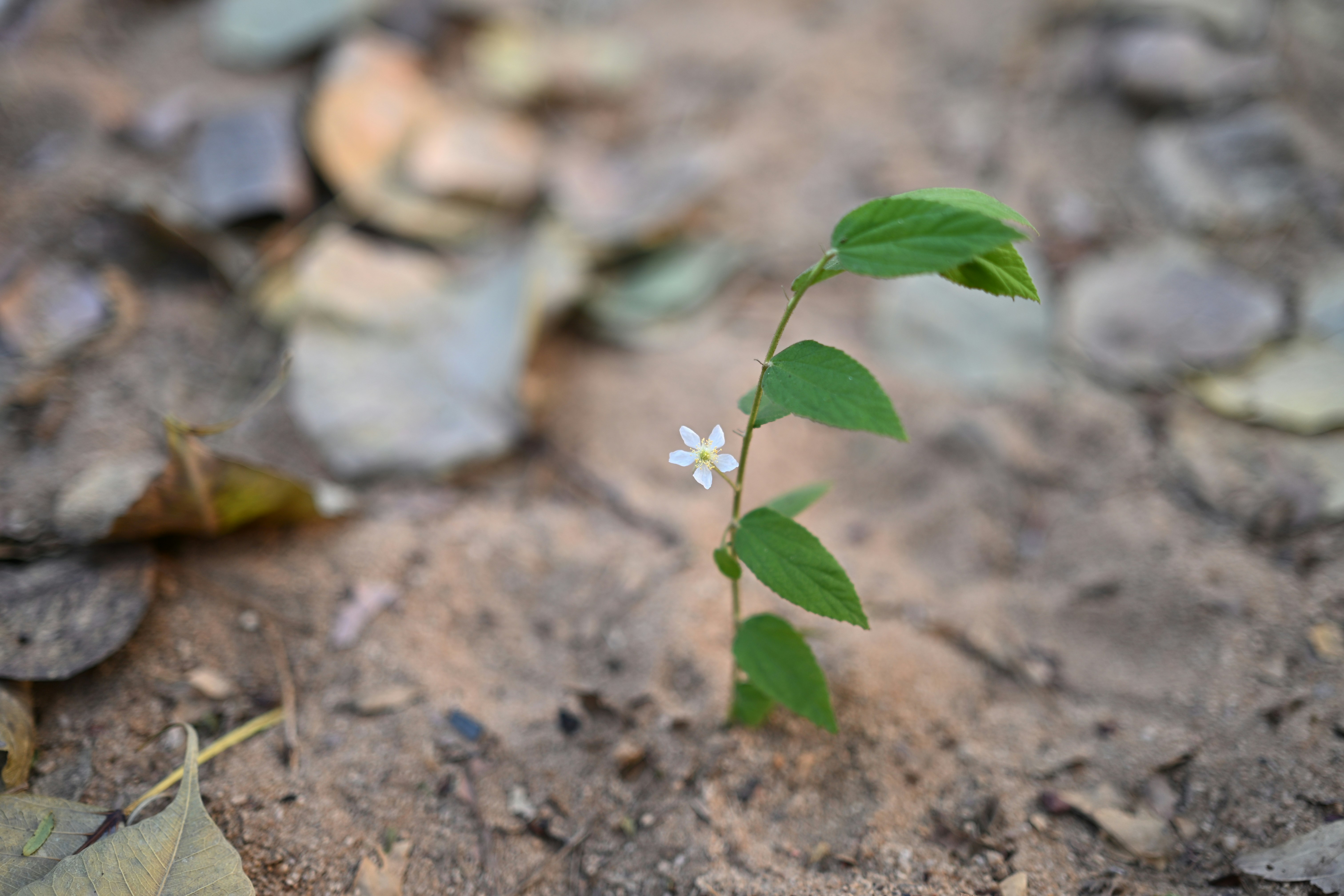 Dustbound Bloom: A Tiny Green Shoot Reaches Through the Sand