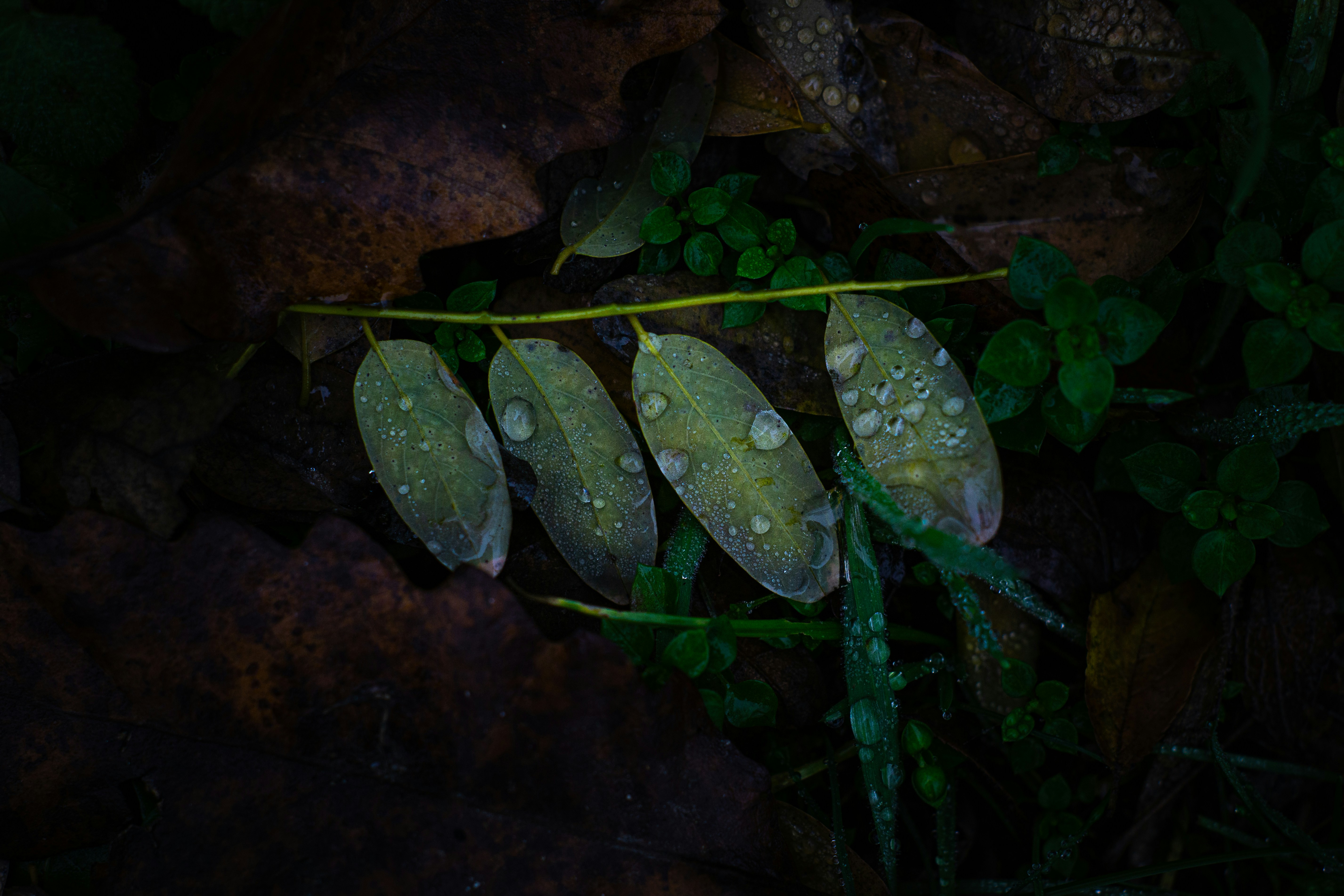 Photo by László Dávid with Sony Alpha 6000