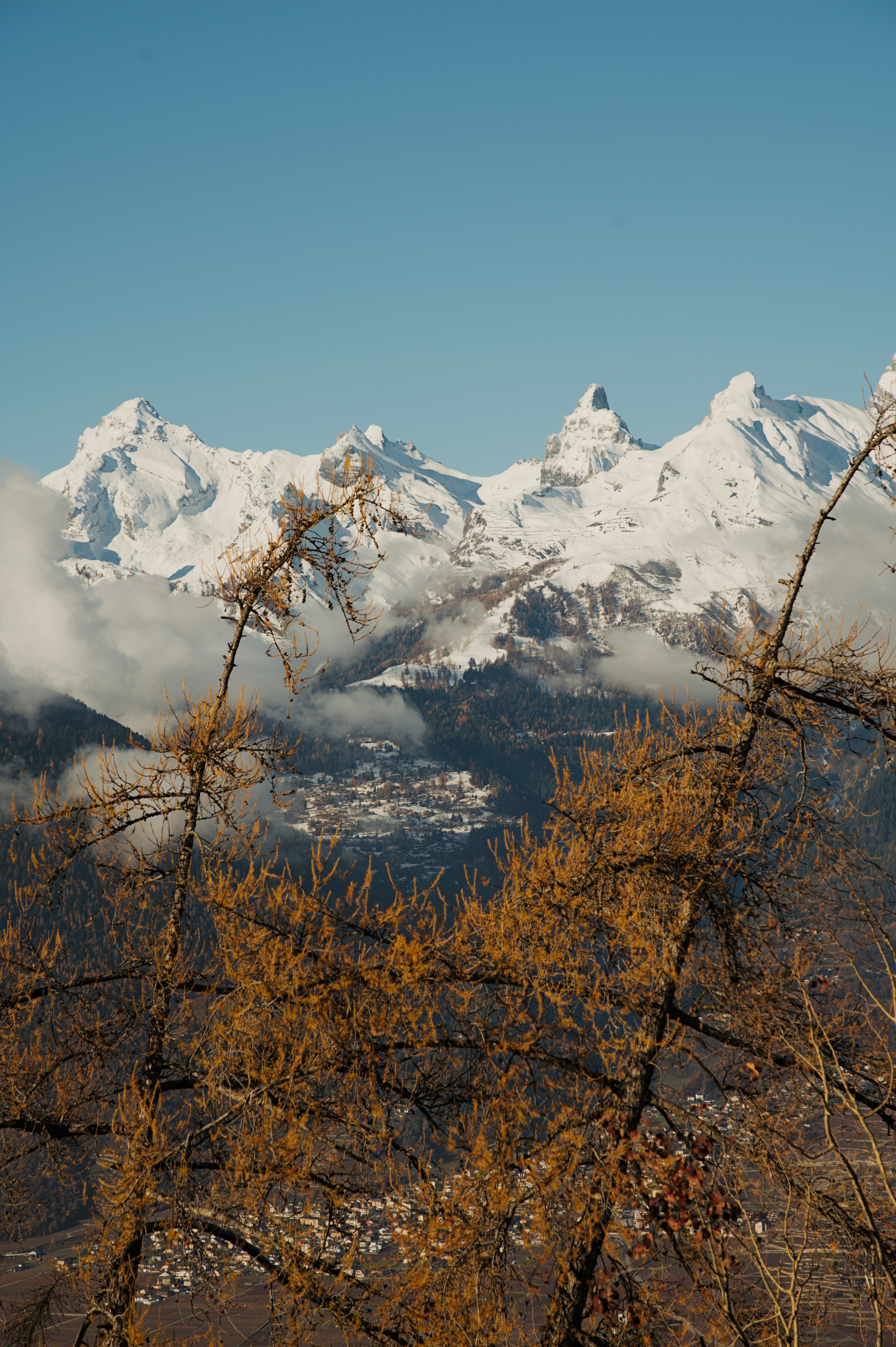 Golden Larches Frame a Snowbound Alpine Ridge