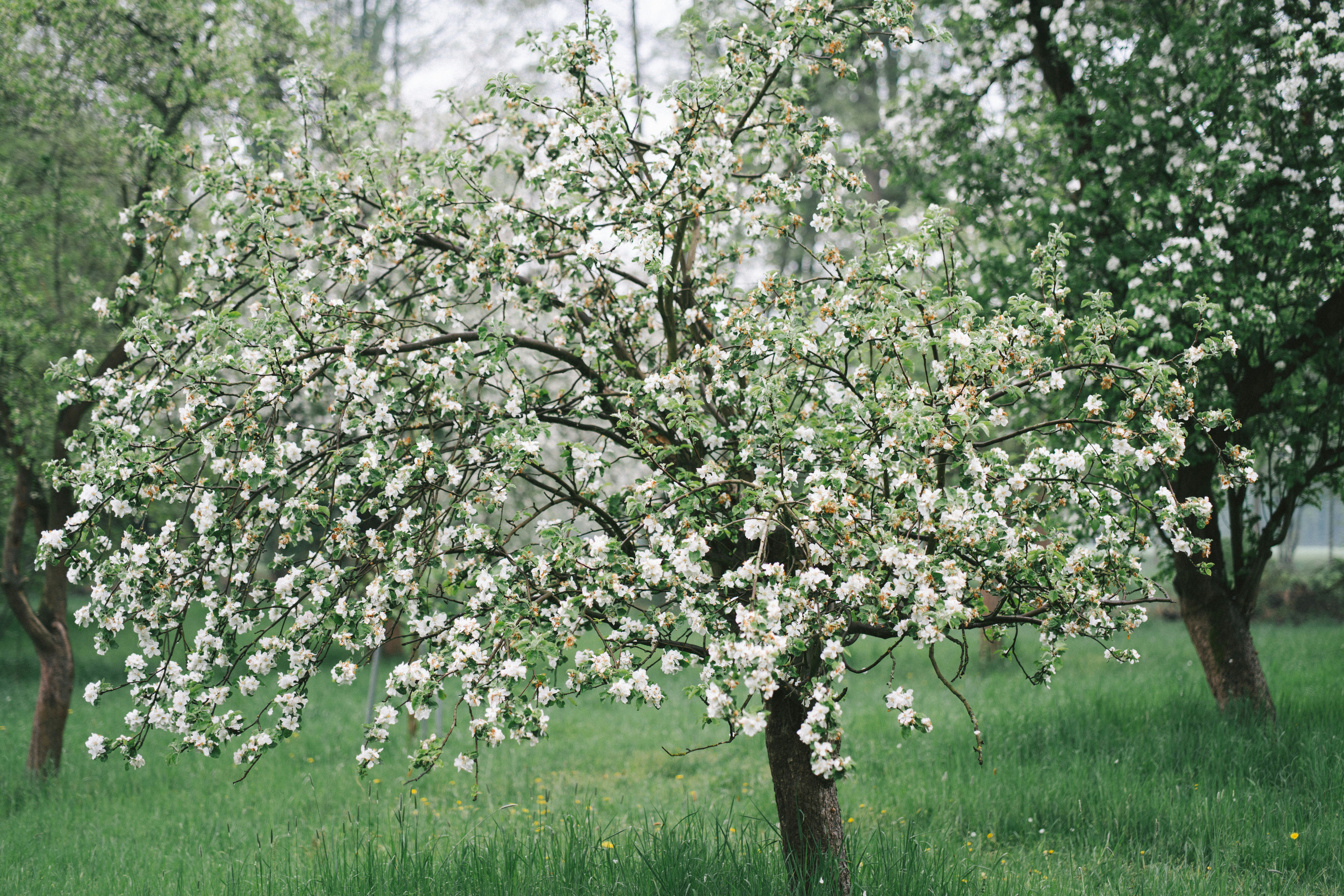 White Bloom Arch on a Spring Orchard Tree