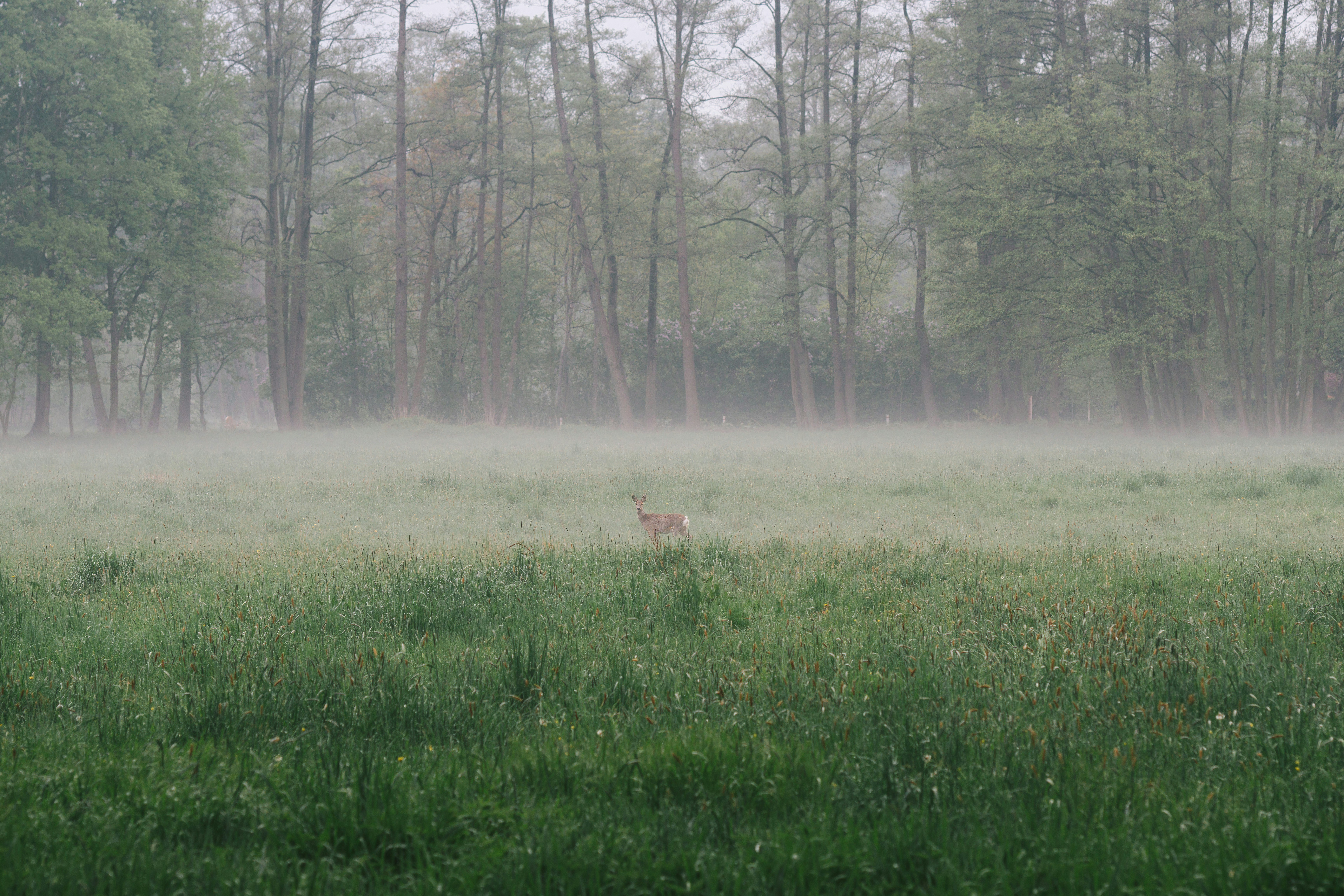 Mist at the Meadow's Edge: a lone deer pauses in the fog