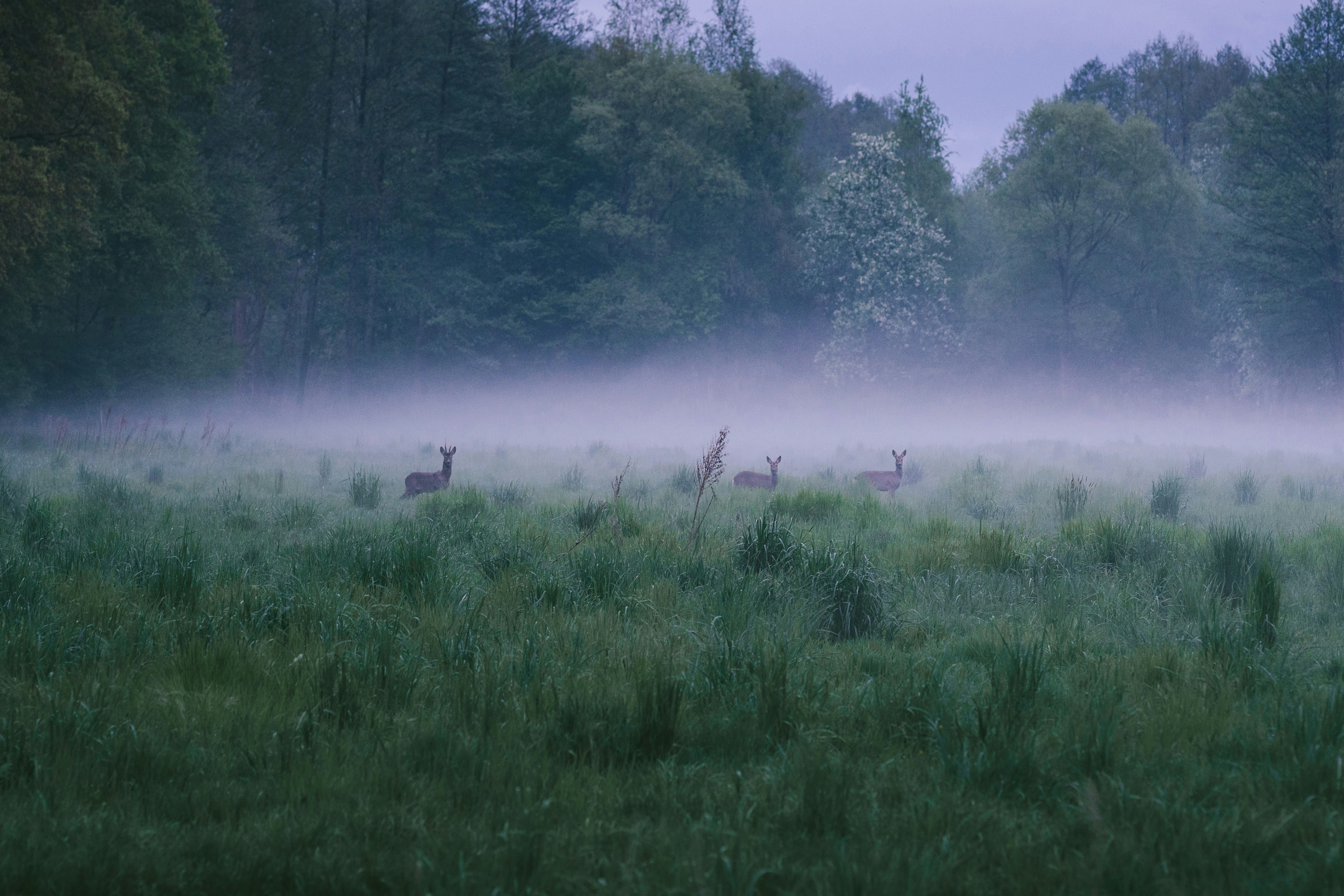 Dawn Mist and the Quiet Herd