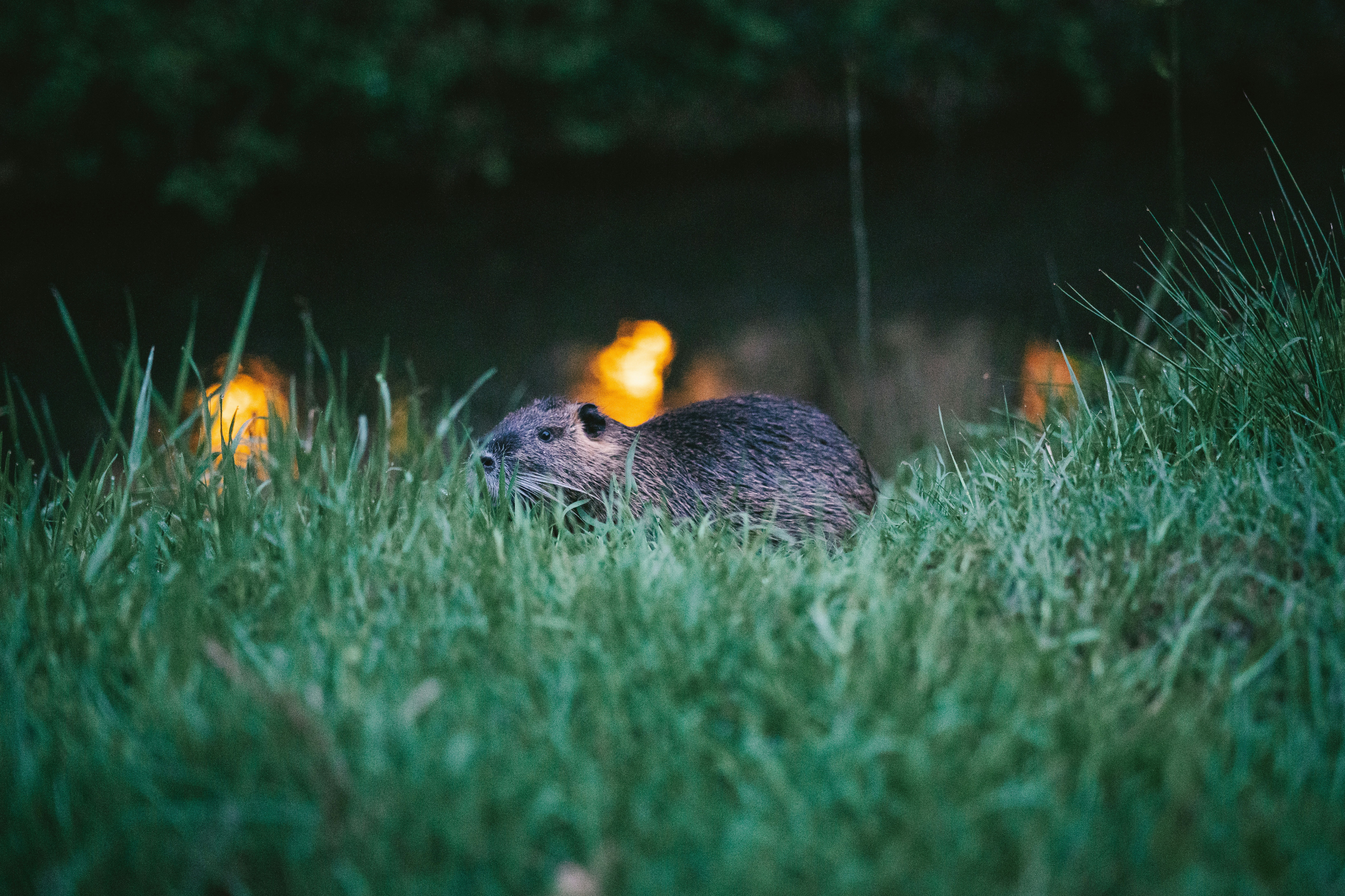 Dusk Watcher by the Riverbank