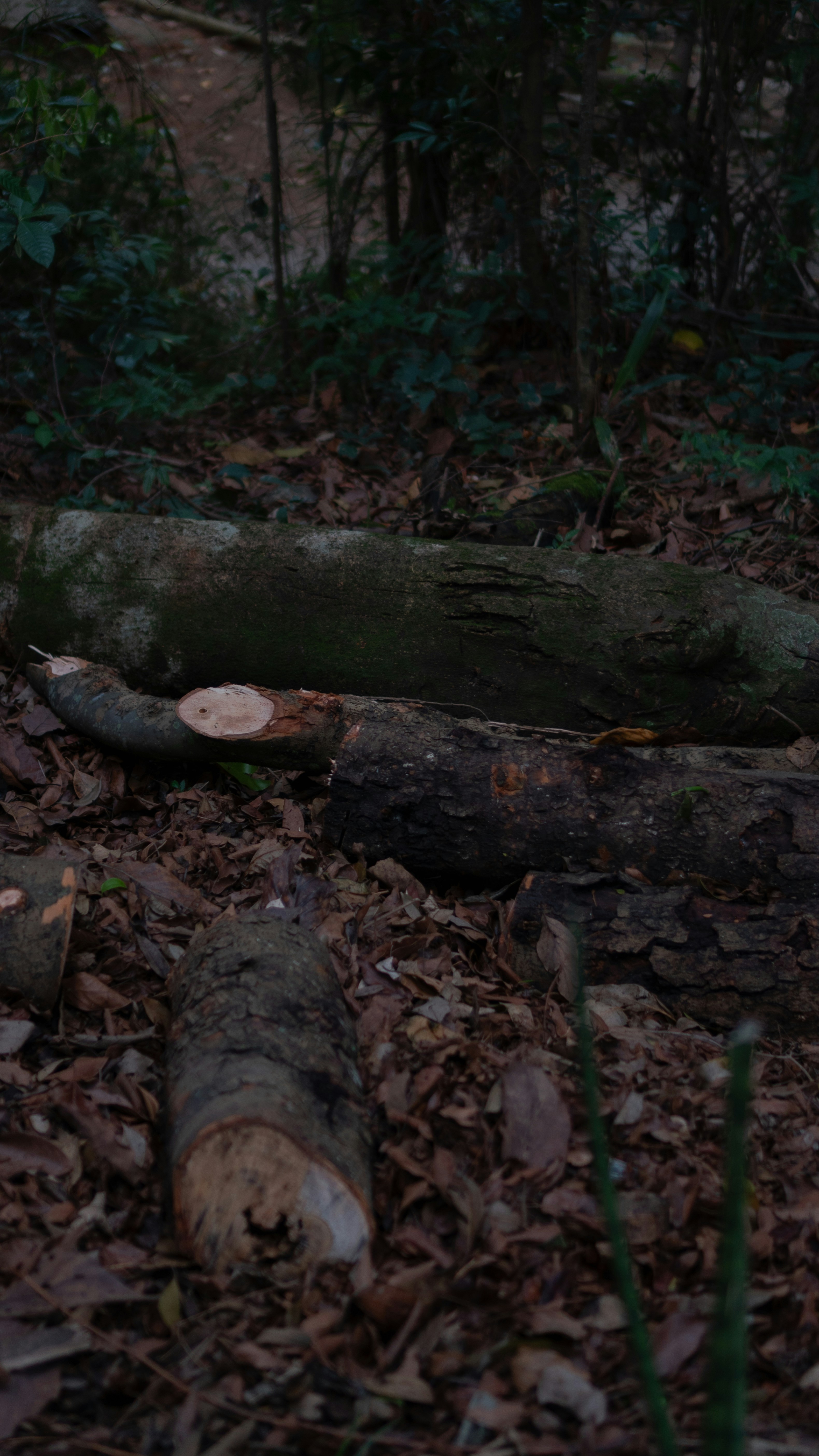 Fallen logs lie on the forest floor among leaves. photo – Free Wood ...