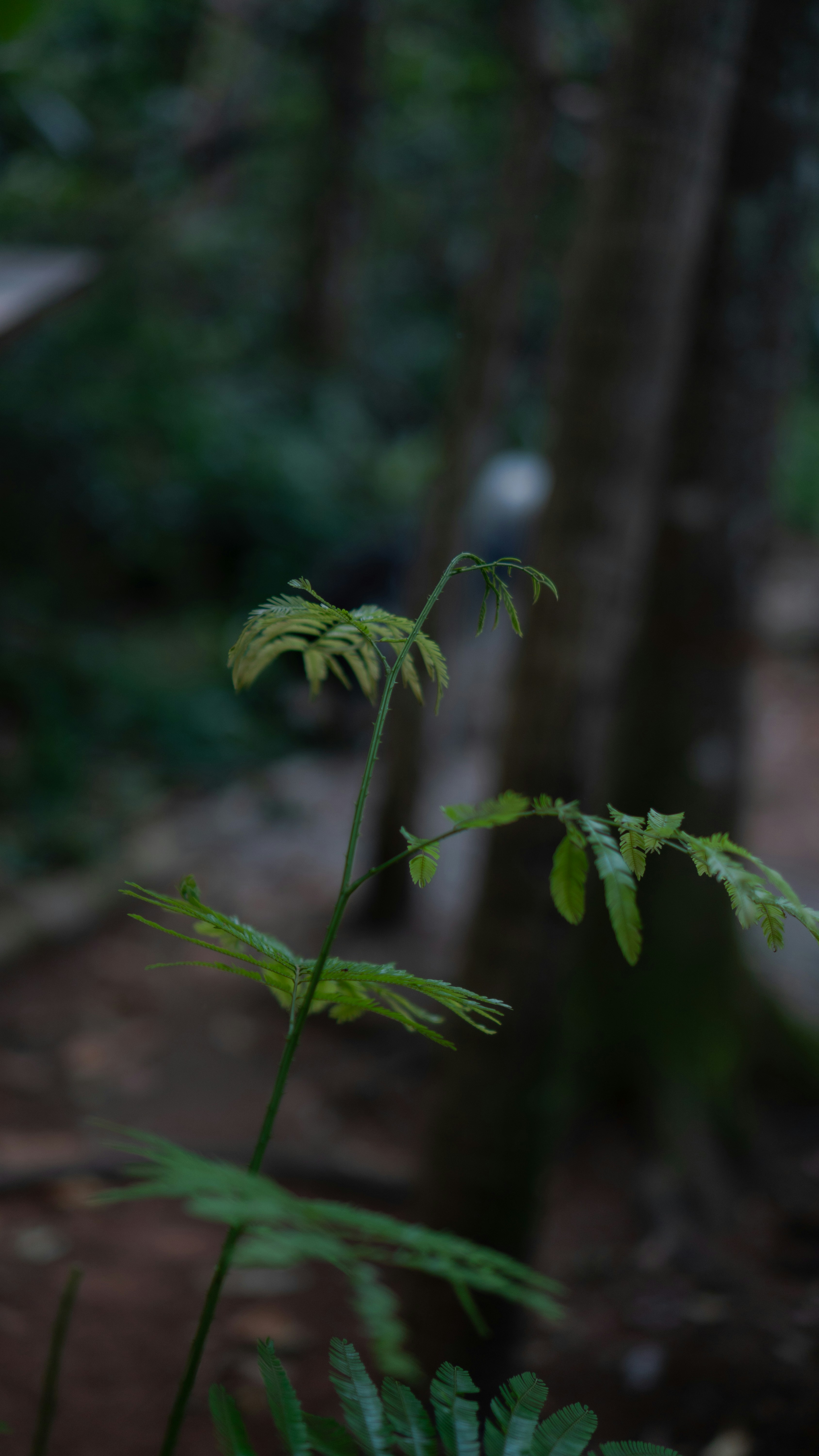 Fern in Focus: A Delicate Reach Through Dim Forest Light