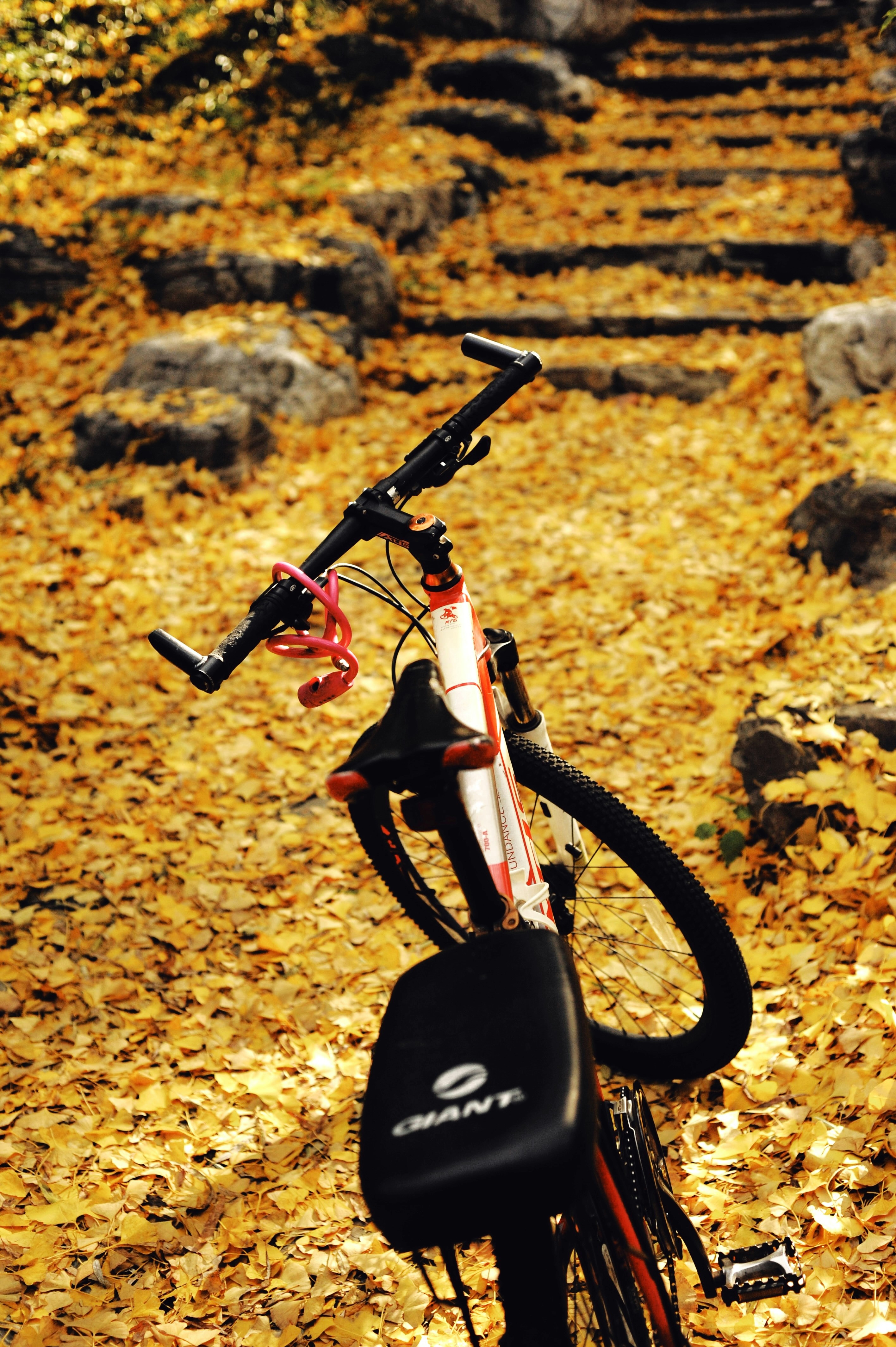 Autumn Interlude: A Red-White Bicycle Pauses Amid Leaf-Cilled Steps