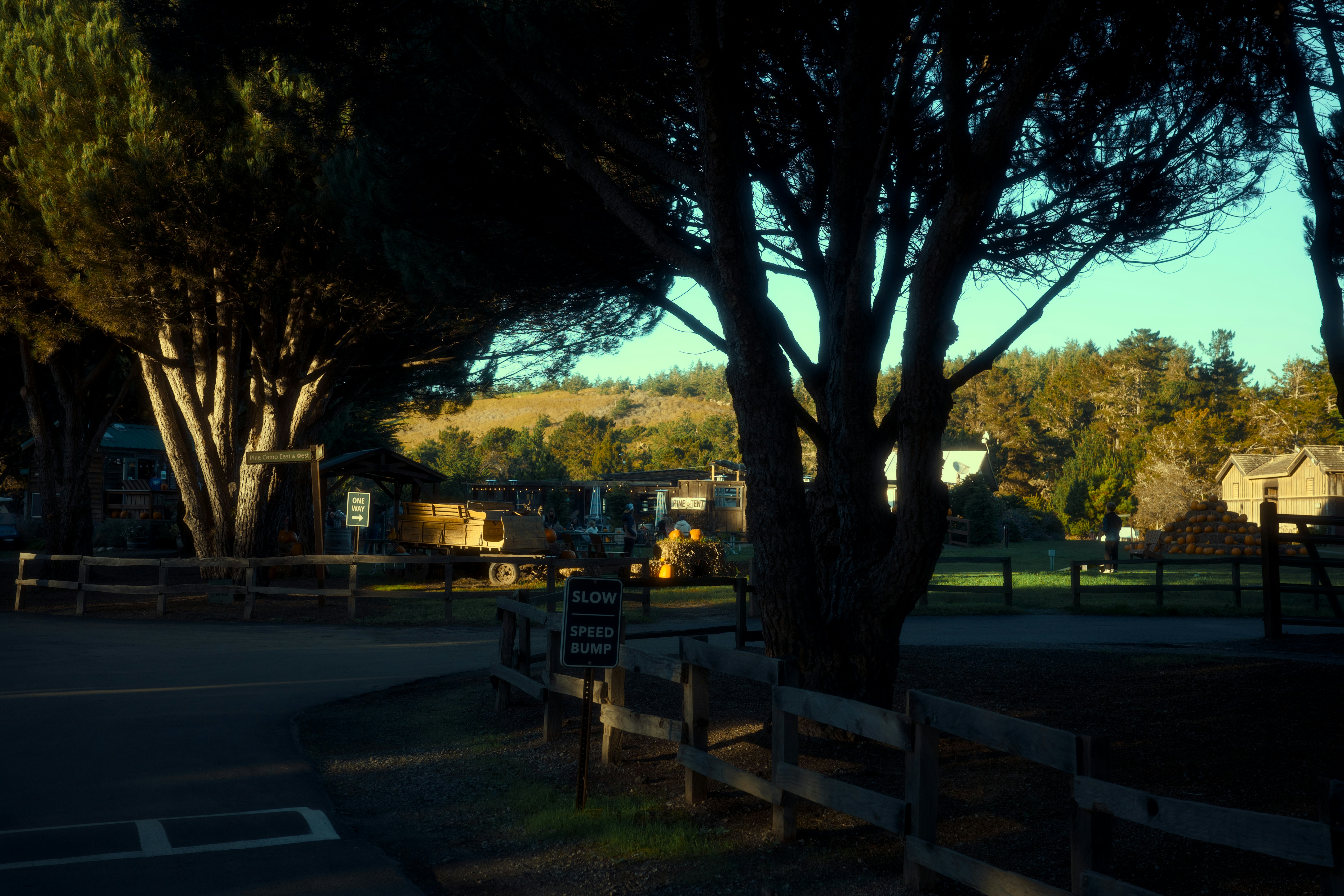 The Park's Quiet Corridor Framed by a Sturdy Tree