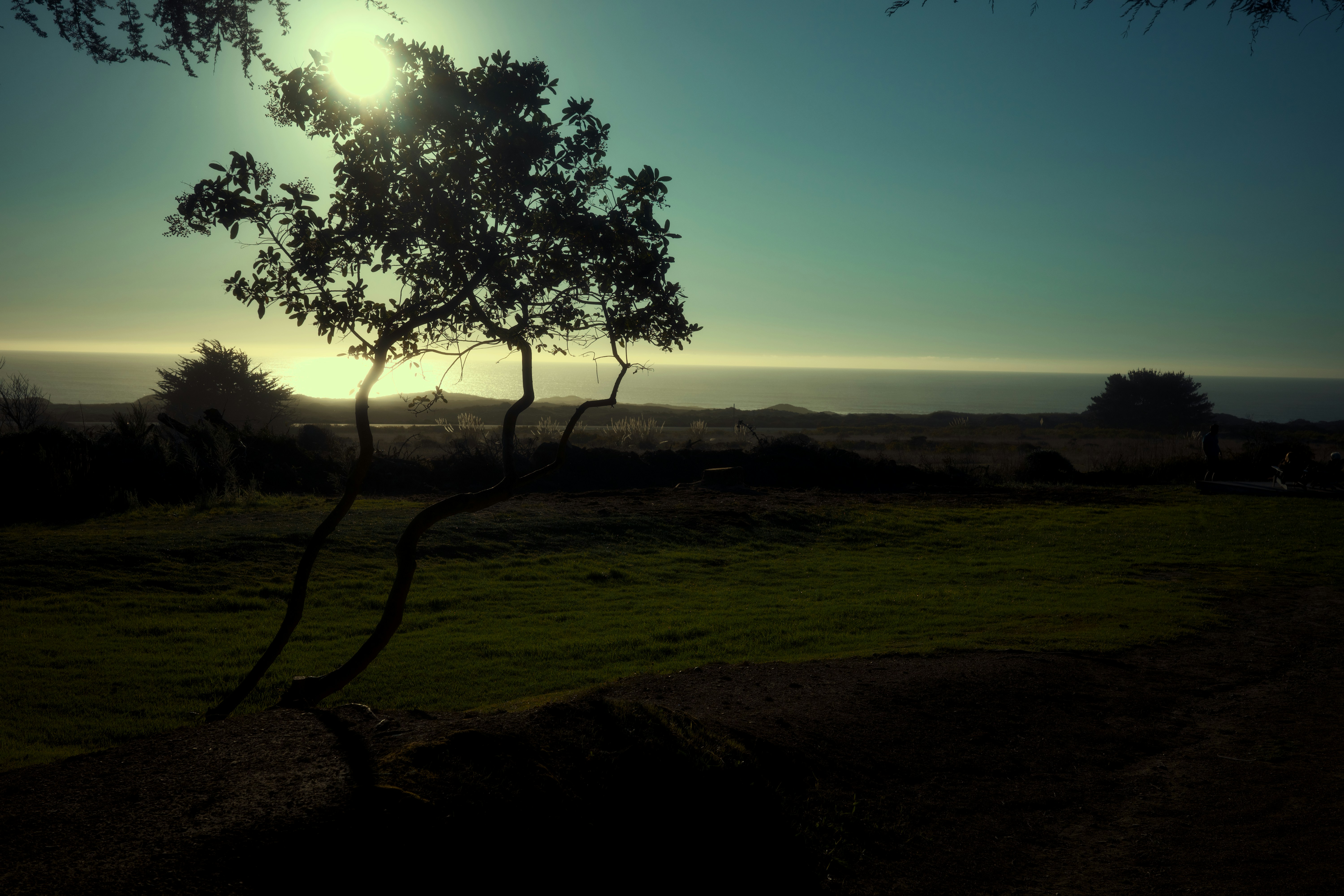Storm-Sculpted Tree Silhouette at Dusk Over Quiet Horizon