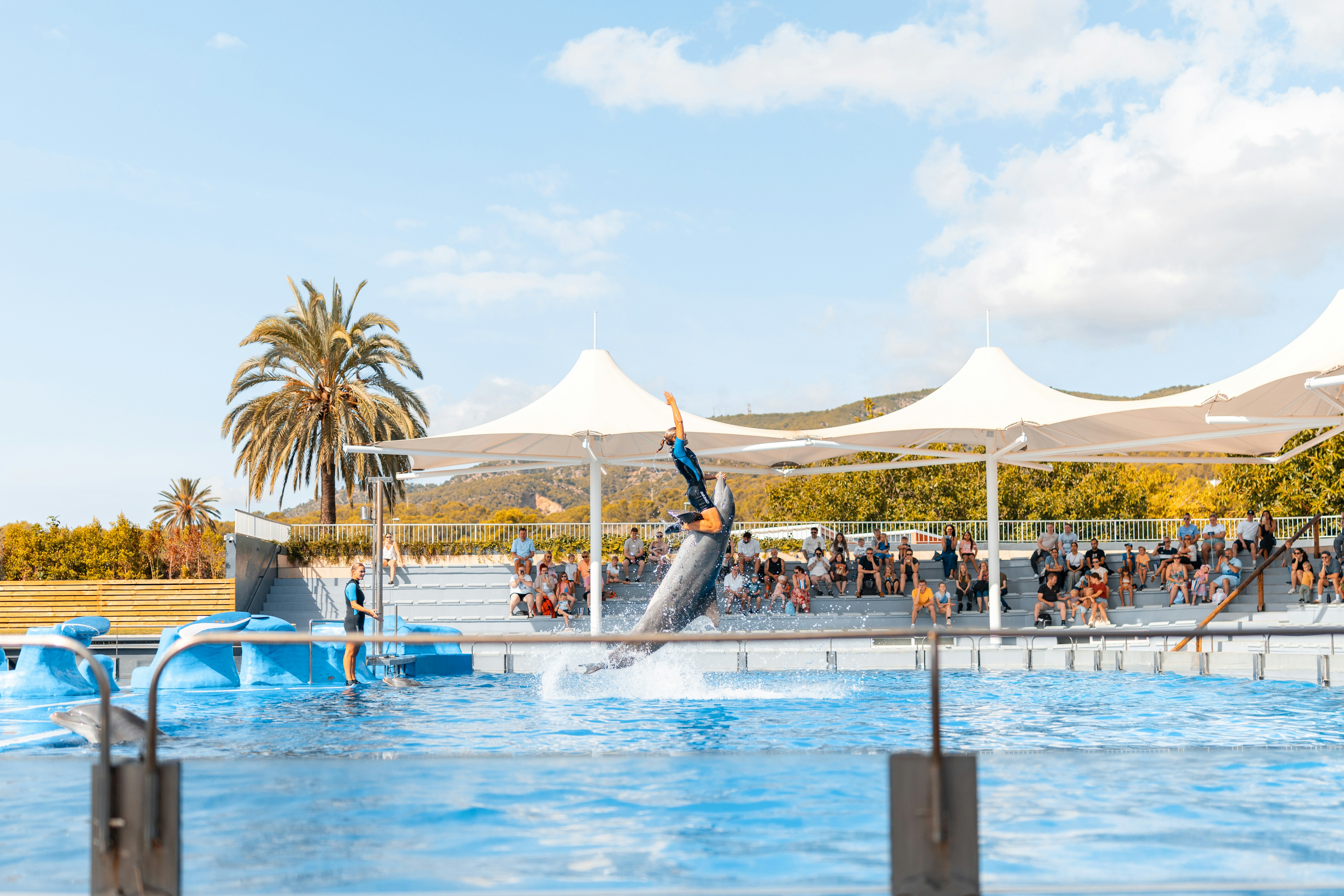 Midair Dive Over a Sunlit Pool