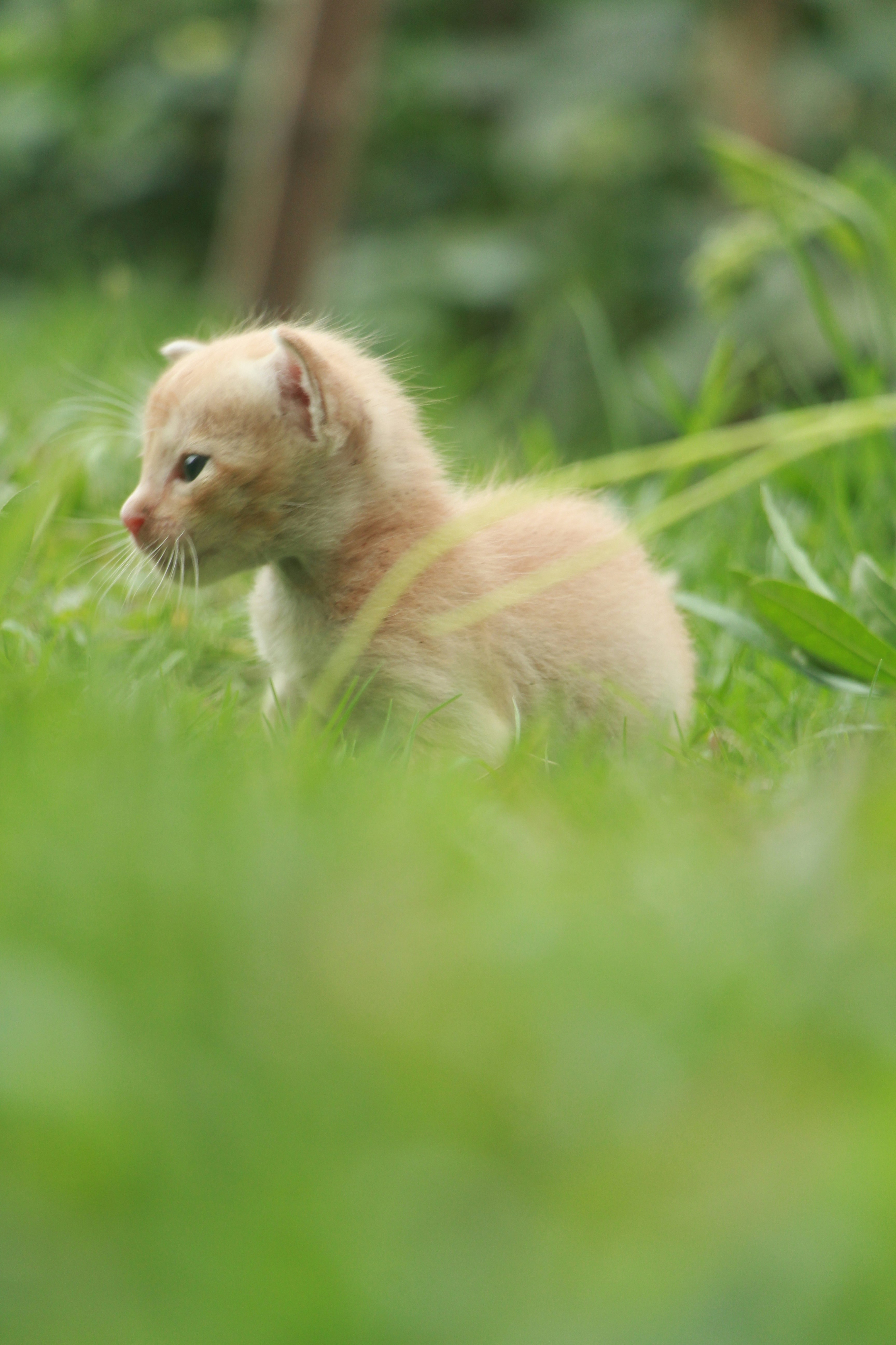 Amber Kitten in a Quiet Meadow