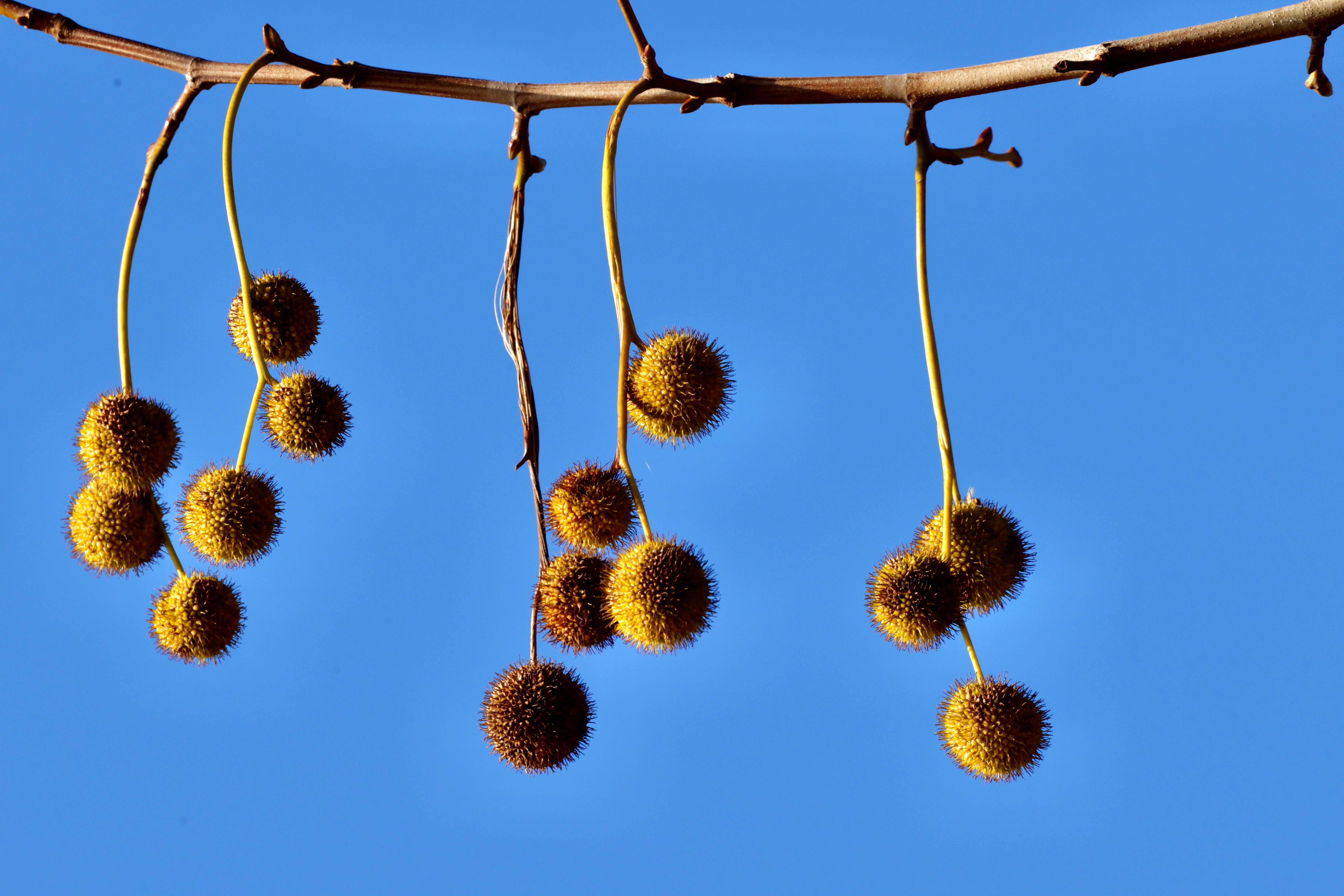 Golden seed spheres on a slender branch against a cobalt sky