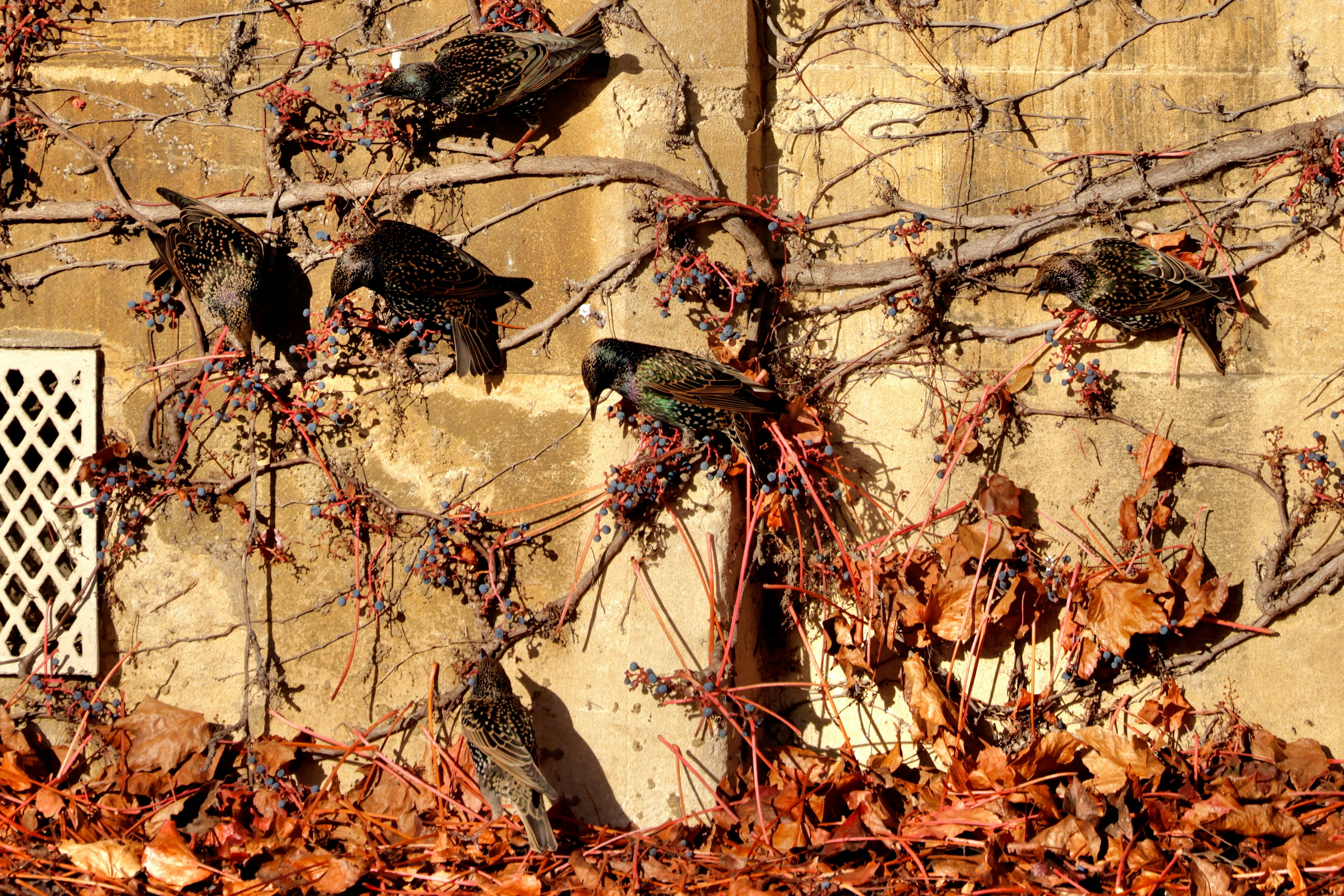 Autumn Choir on a Vine-Wrapped Wall