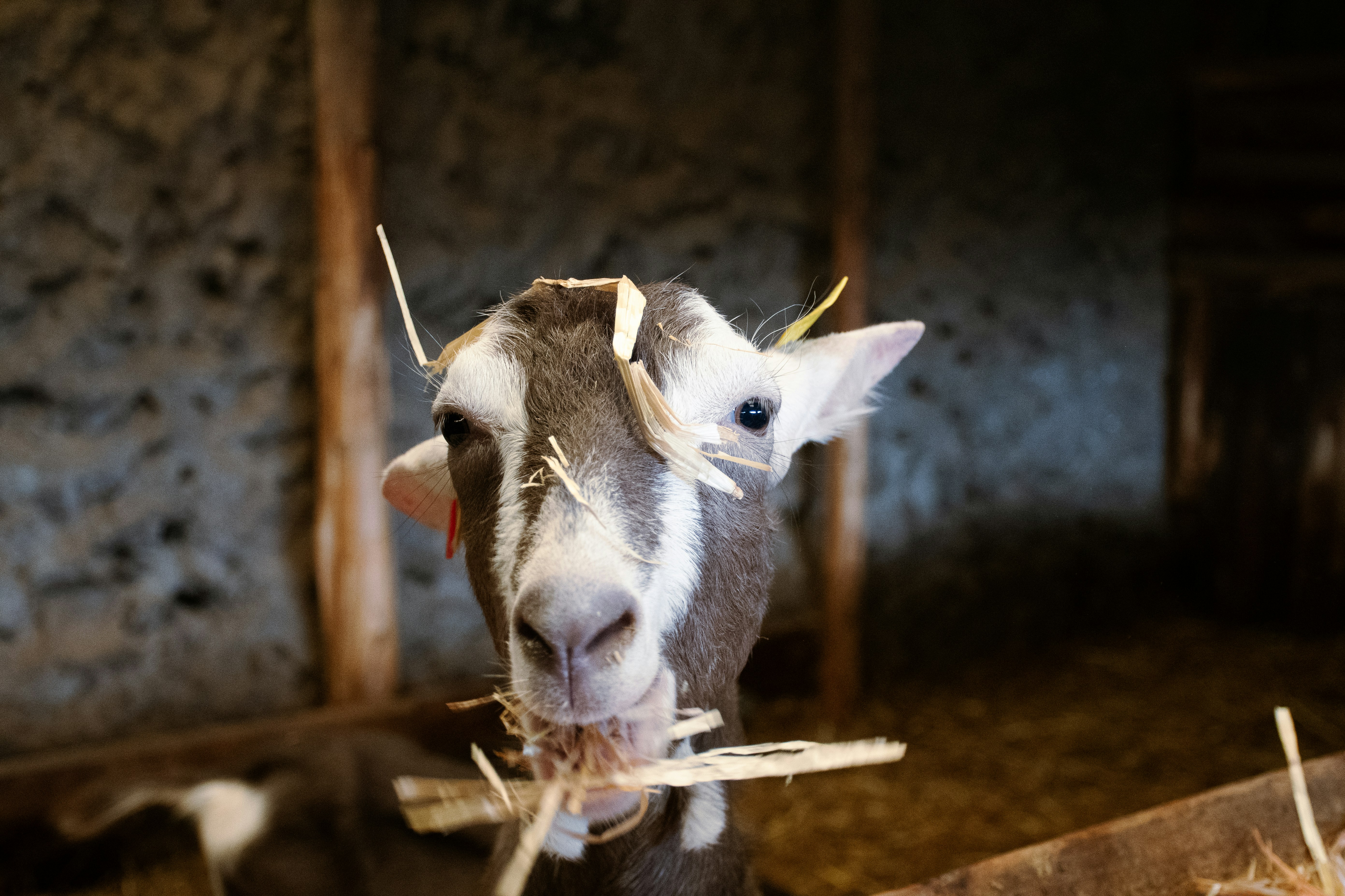 Goat in the Barn: Close-Up with Straw and Curious Gaze