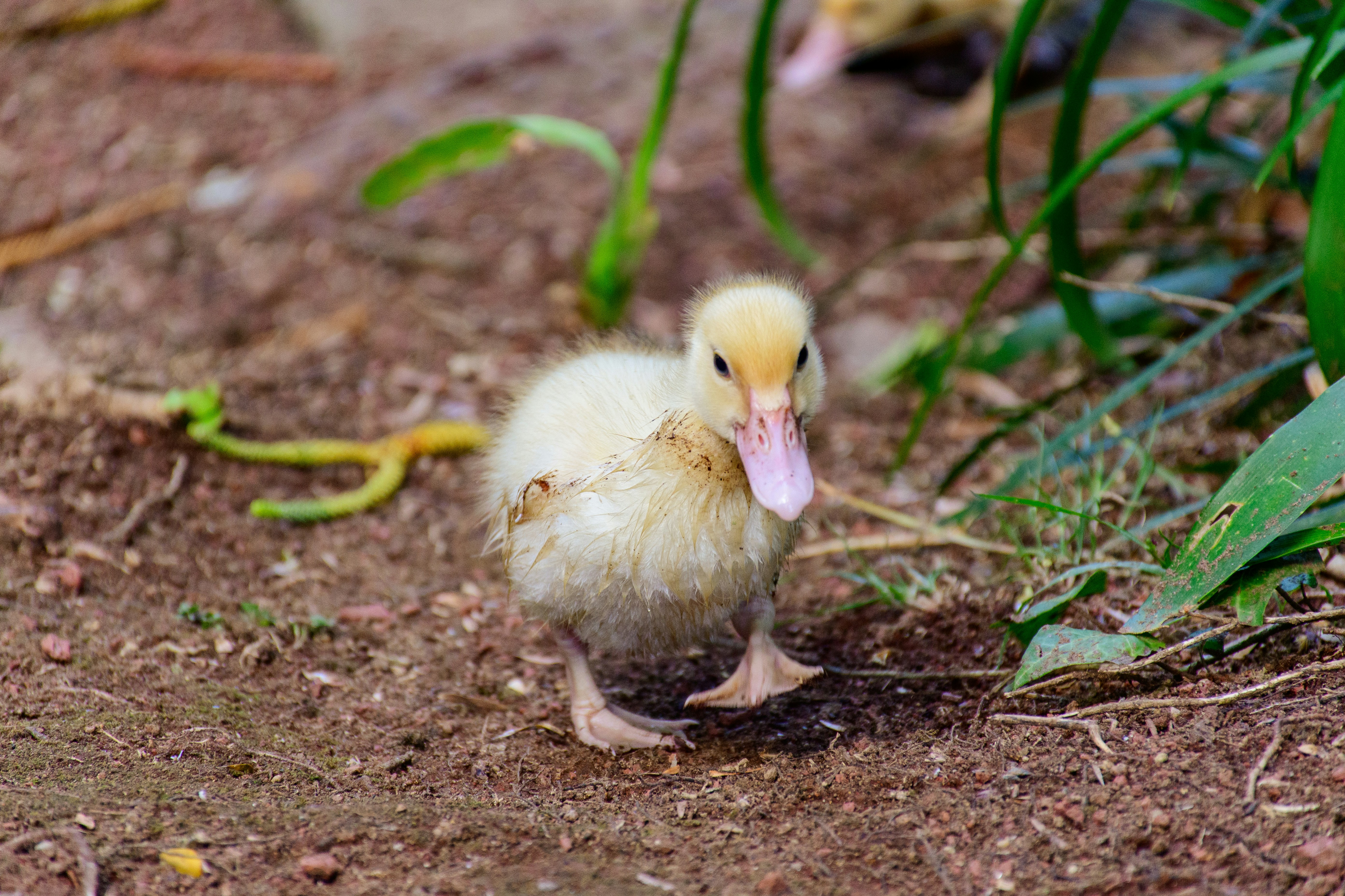 Dusty Ground, Soft Feathers: A Duckling's Quiet Pause