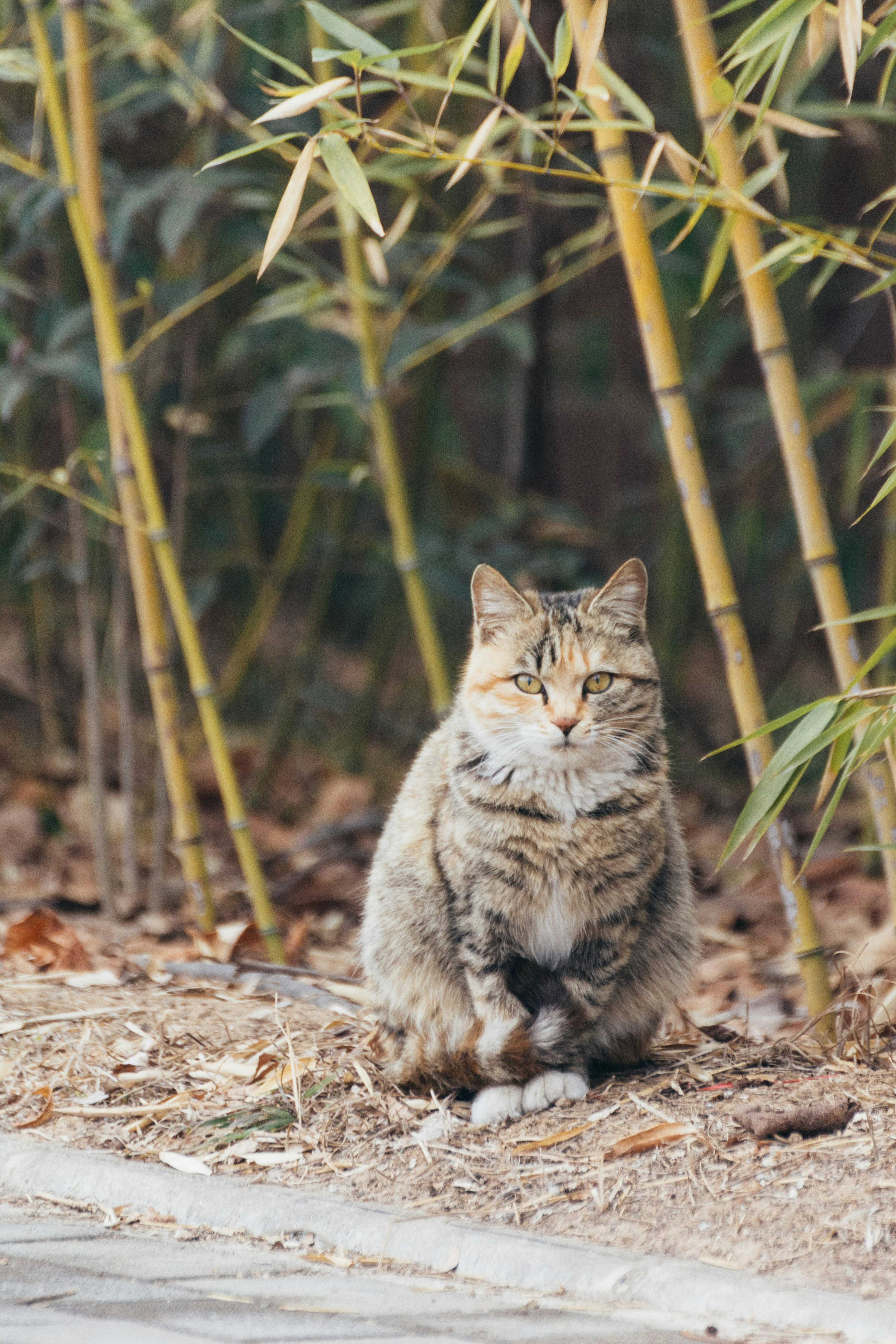 Amber-Eyed Cat in a Bamboo Corridor