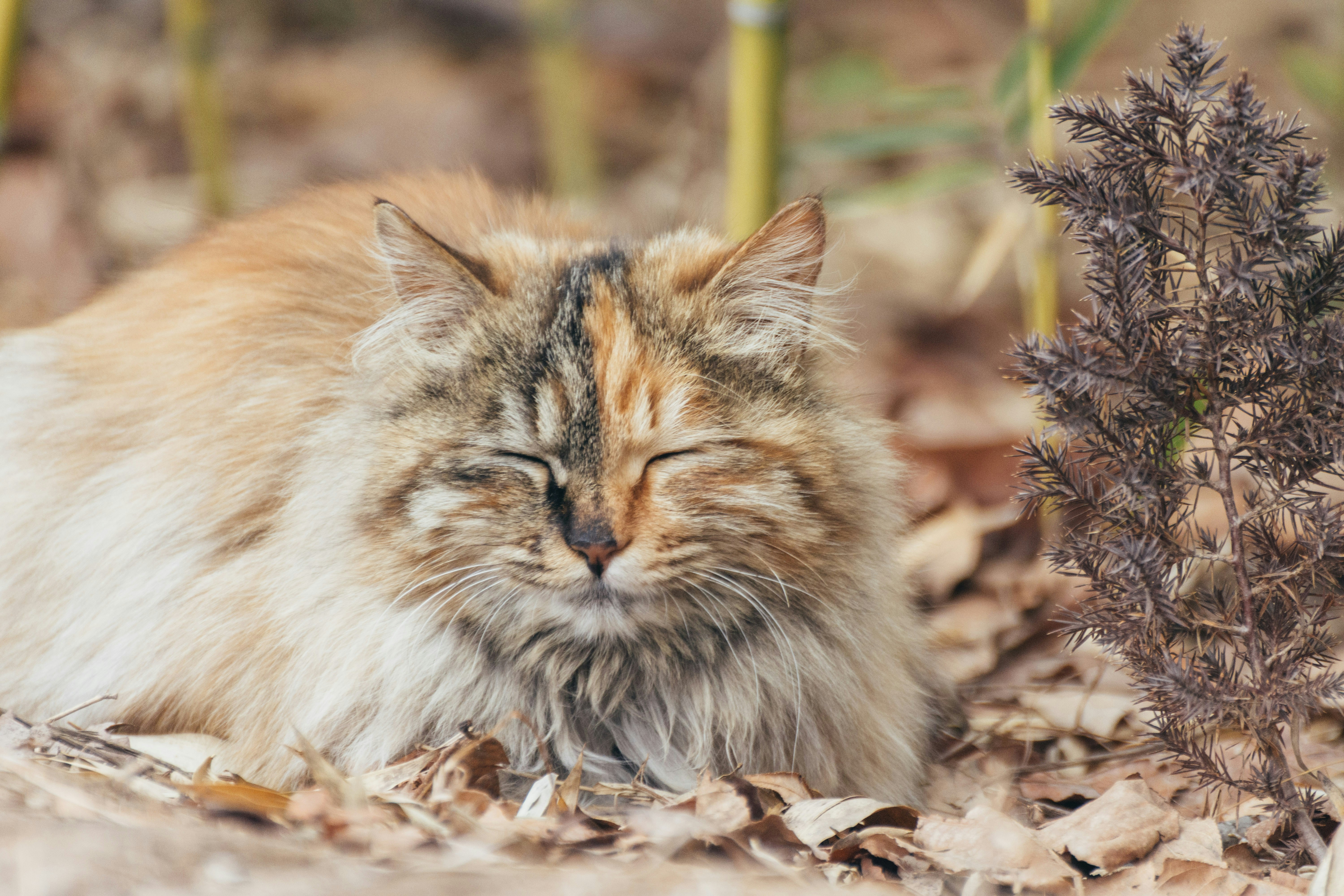 Photo by Spencer Gu with Nikon D7200