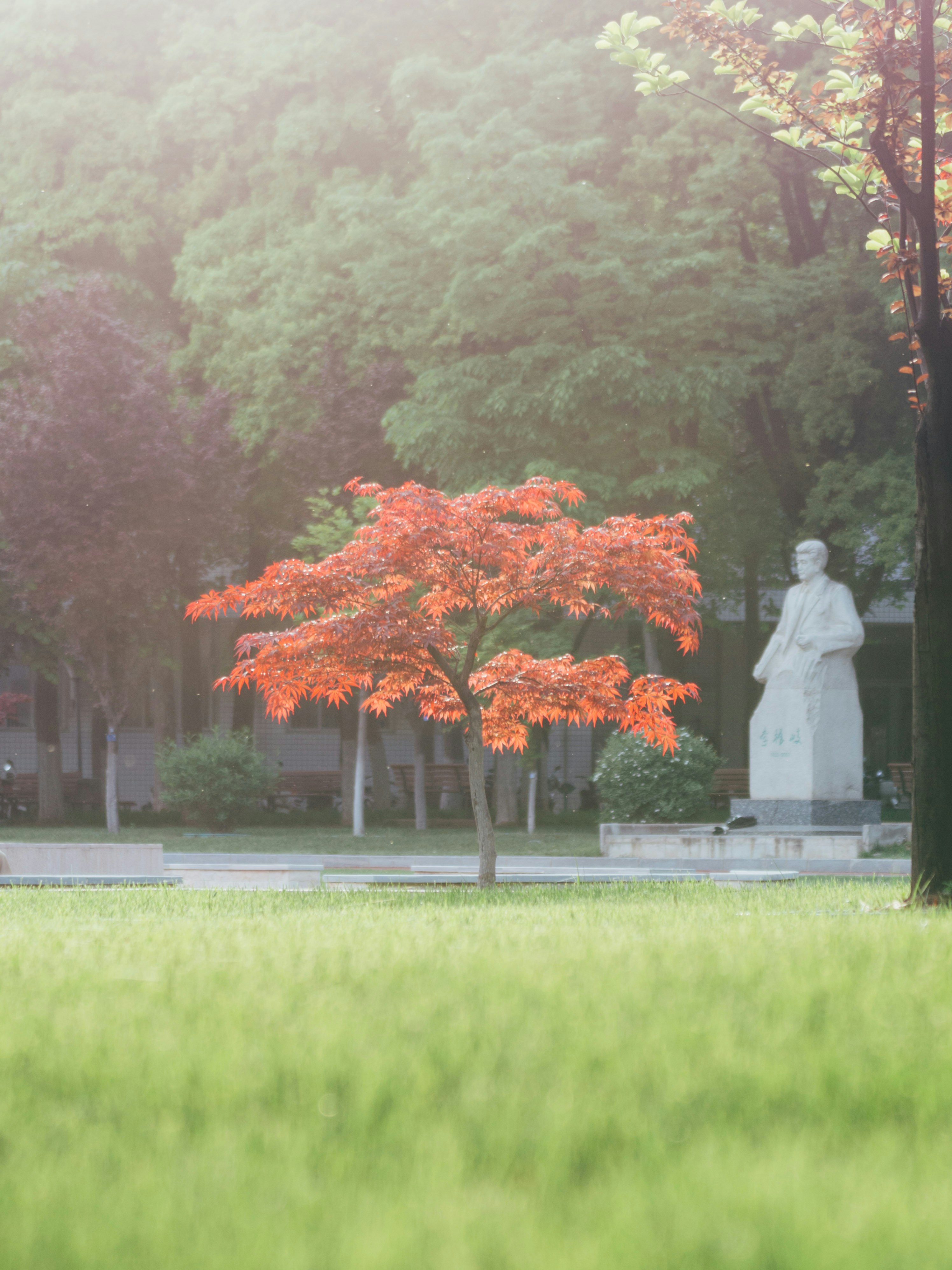 Crimson Maple in Quiet Park: A Moment Among Grass and Stone