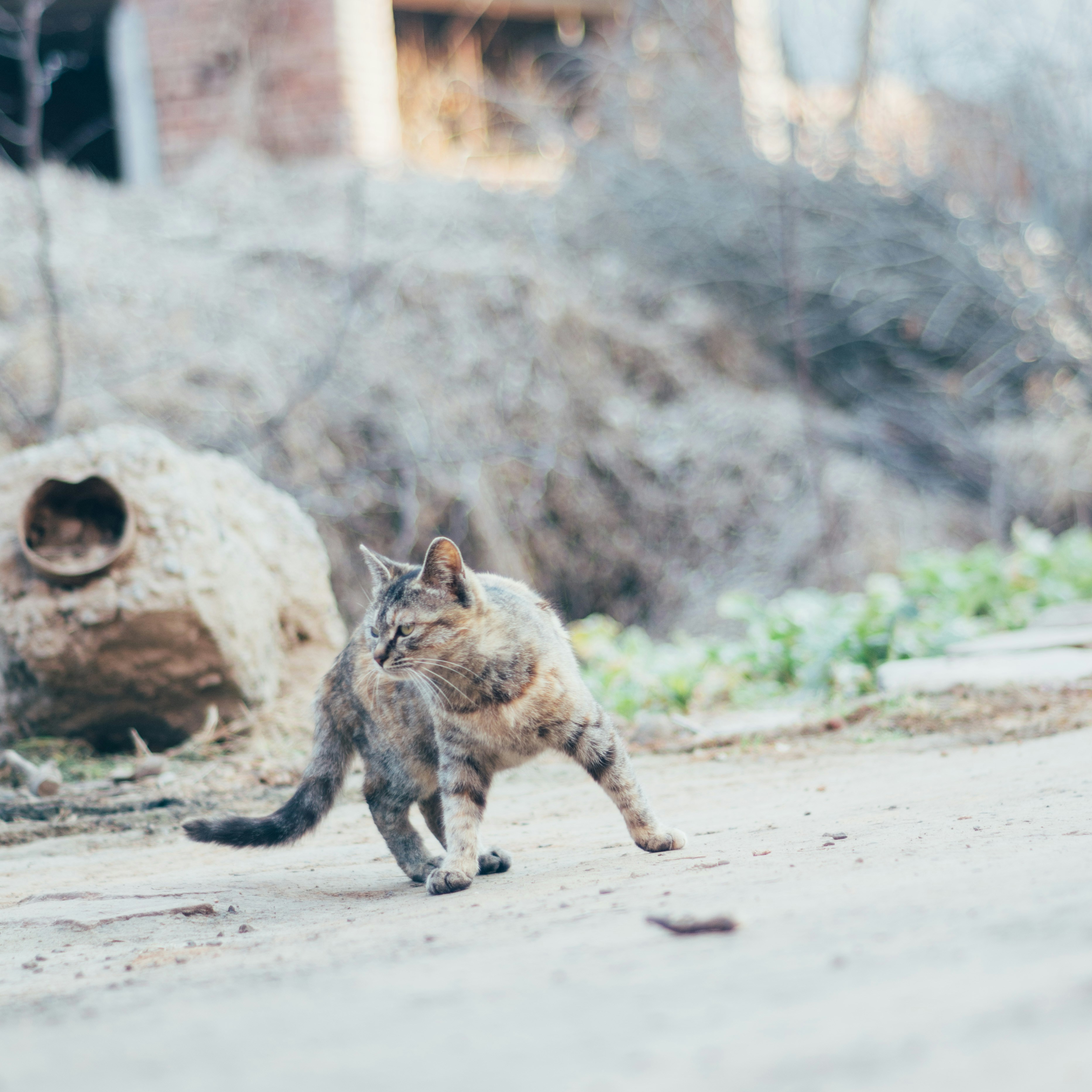 Photo by Spencer Gu with Nikon D7200