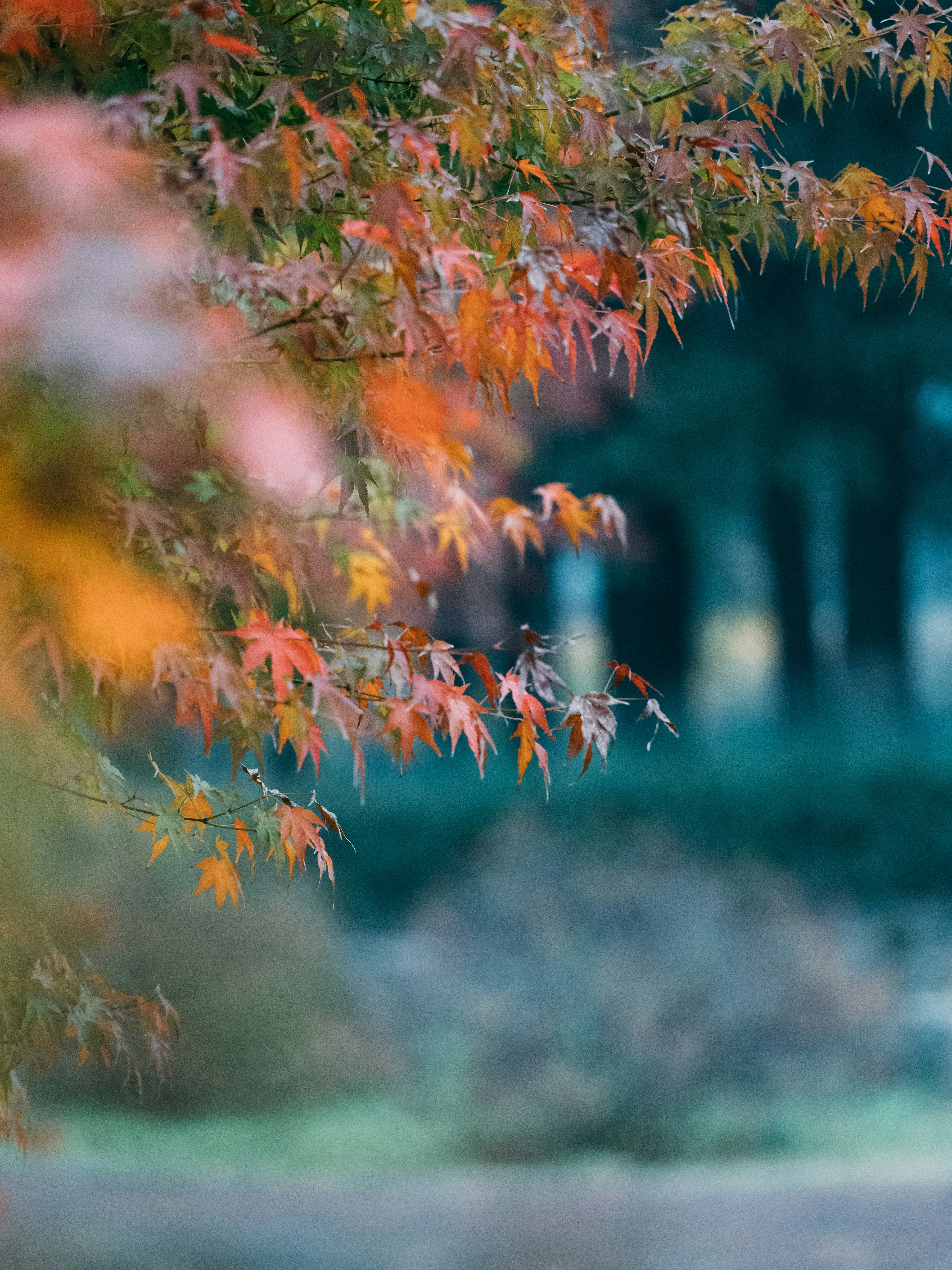 Photo by Spencer Gu with Nikon Z7 II