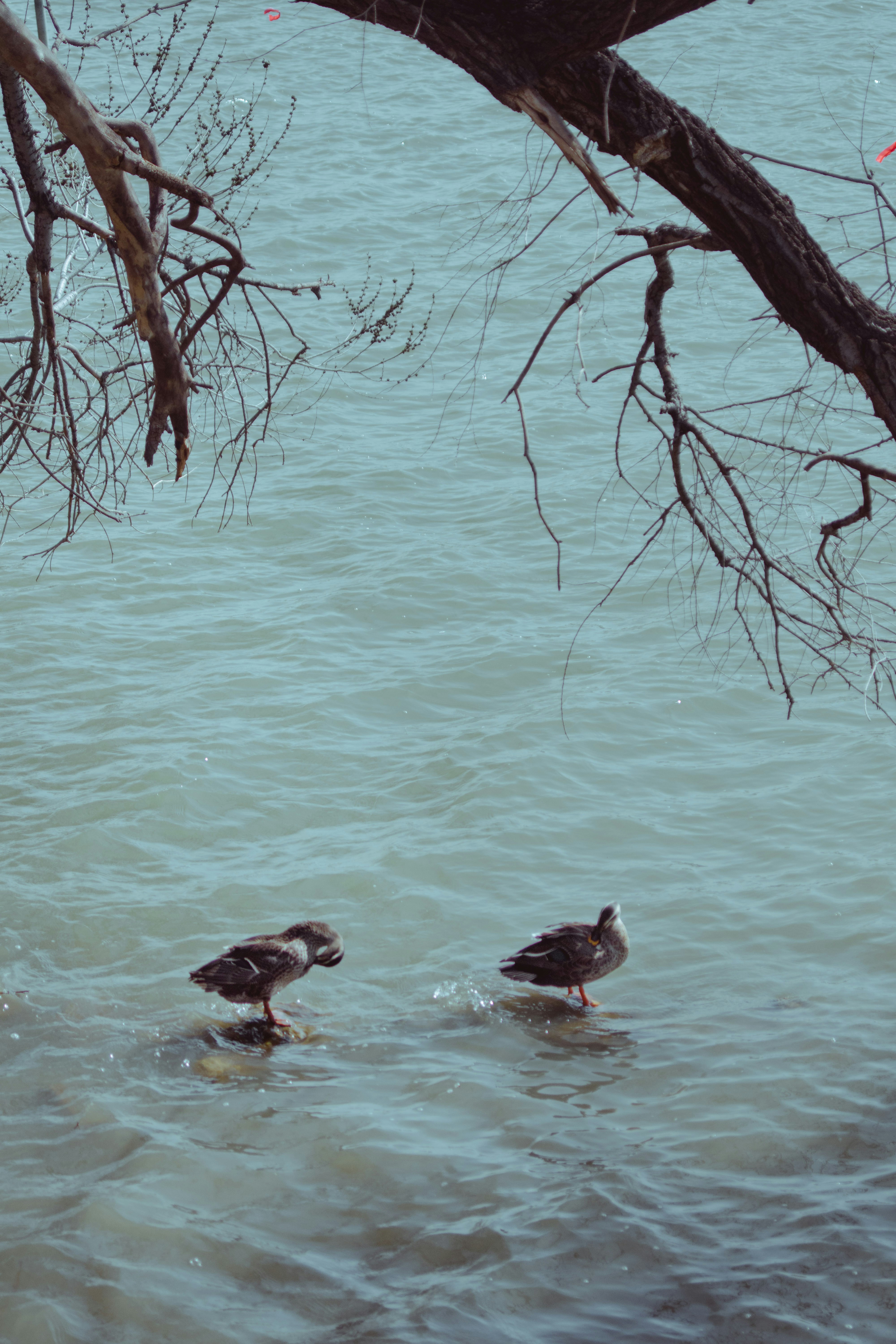 Photo by Spencer Gu with Nikon D7200