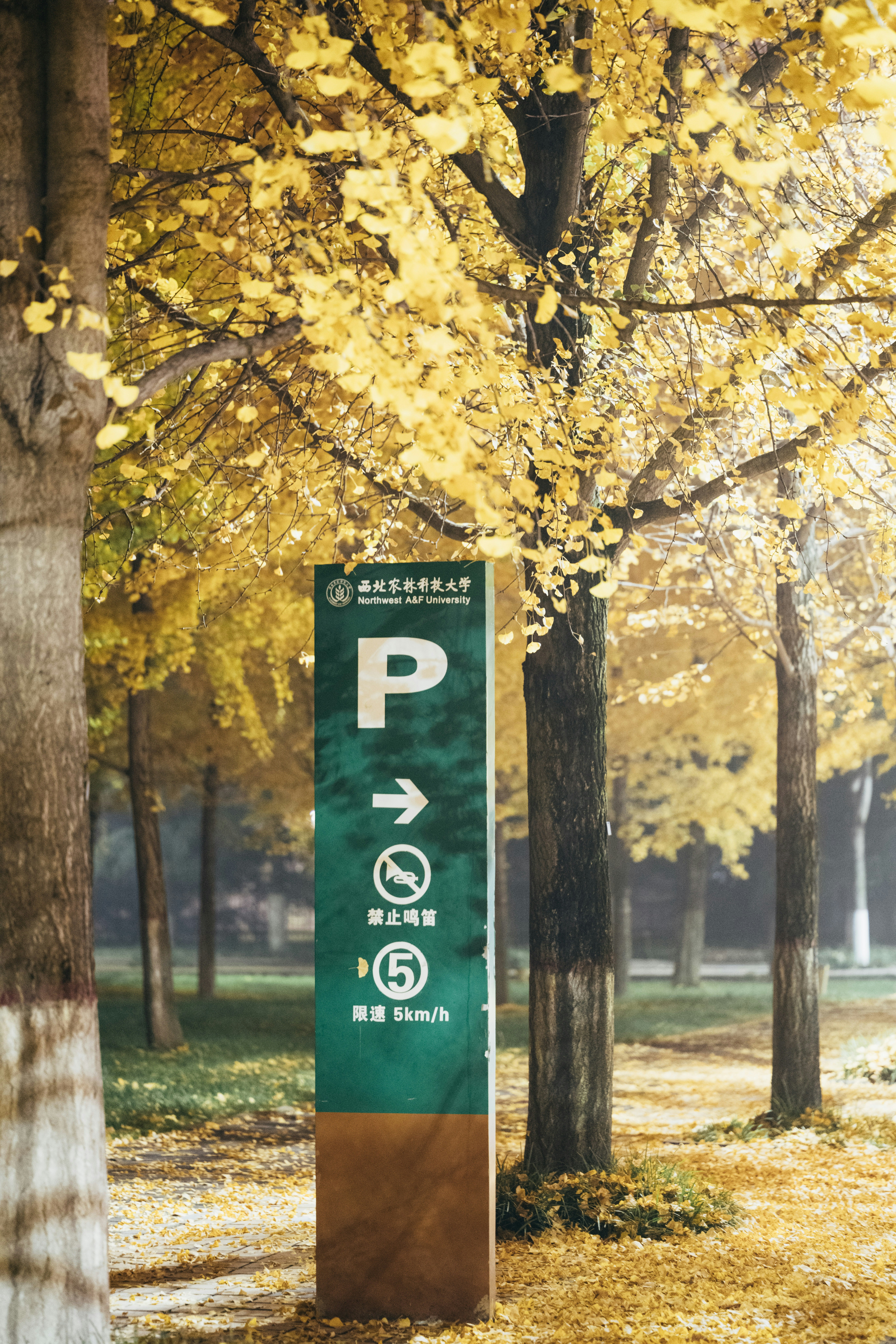Green Parking Sign Amid Autumn Gold