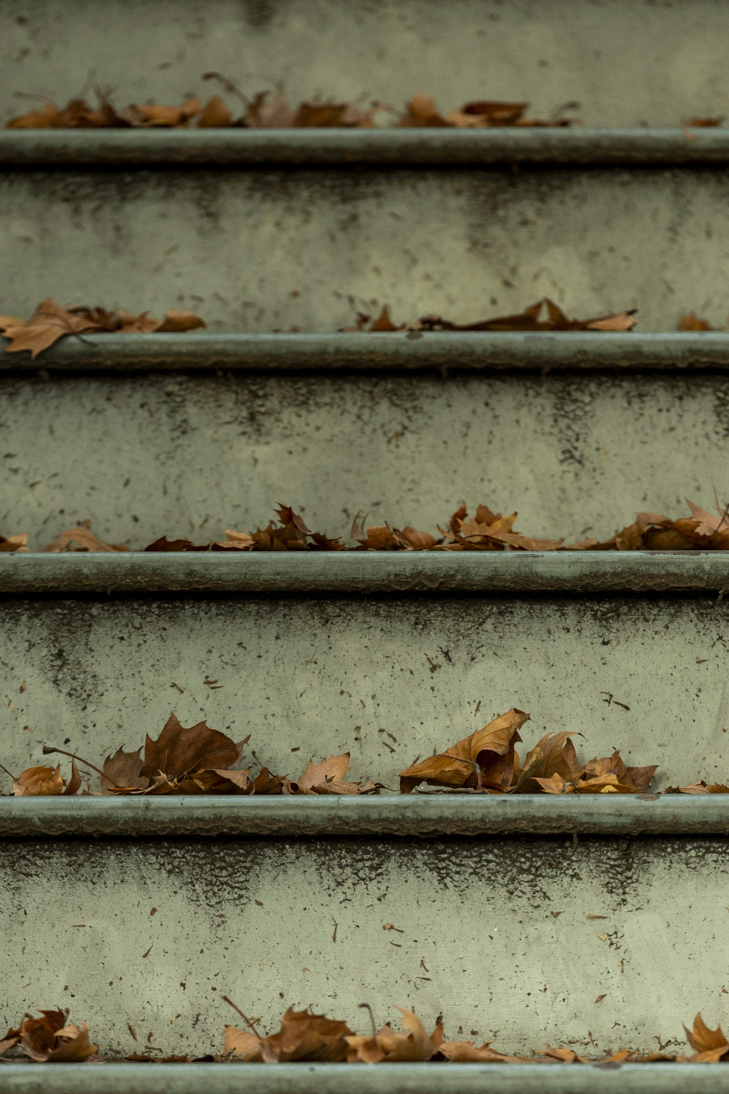 Autumn Steps: Leaves on Weathered Concrete