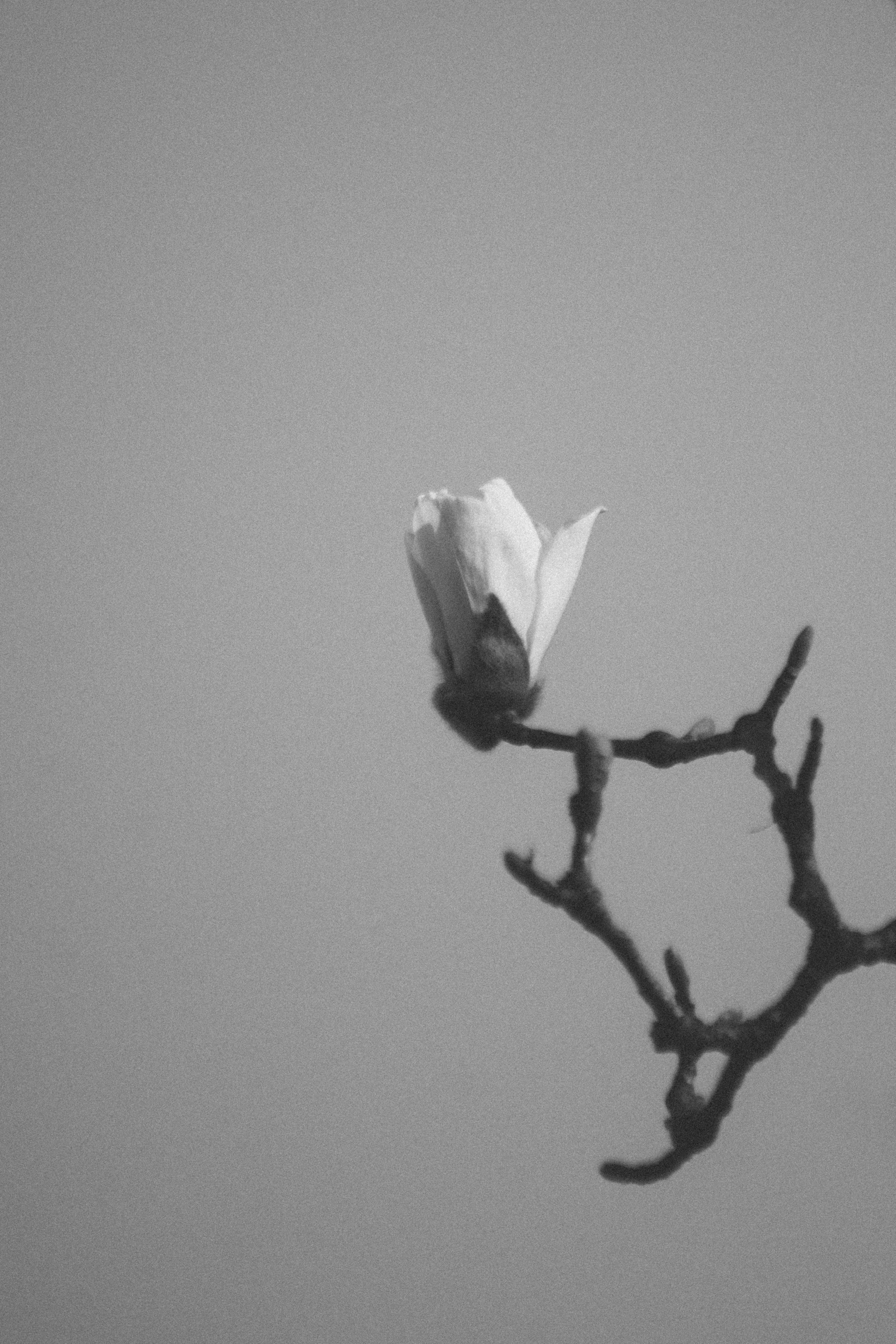 Photo by Spencer Gu with Nikon D7200