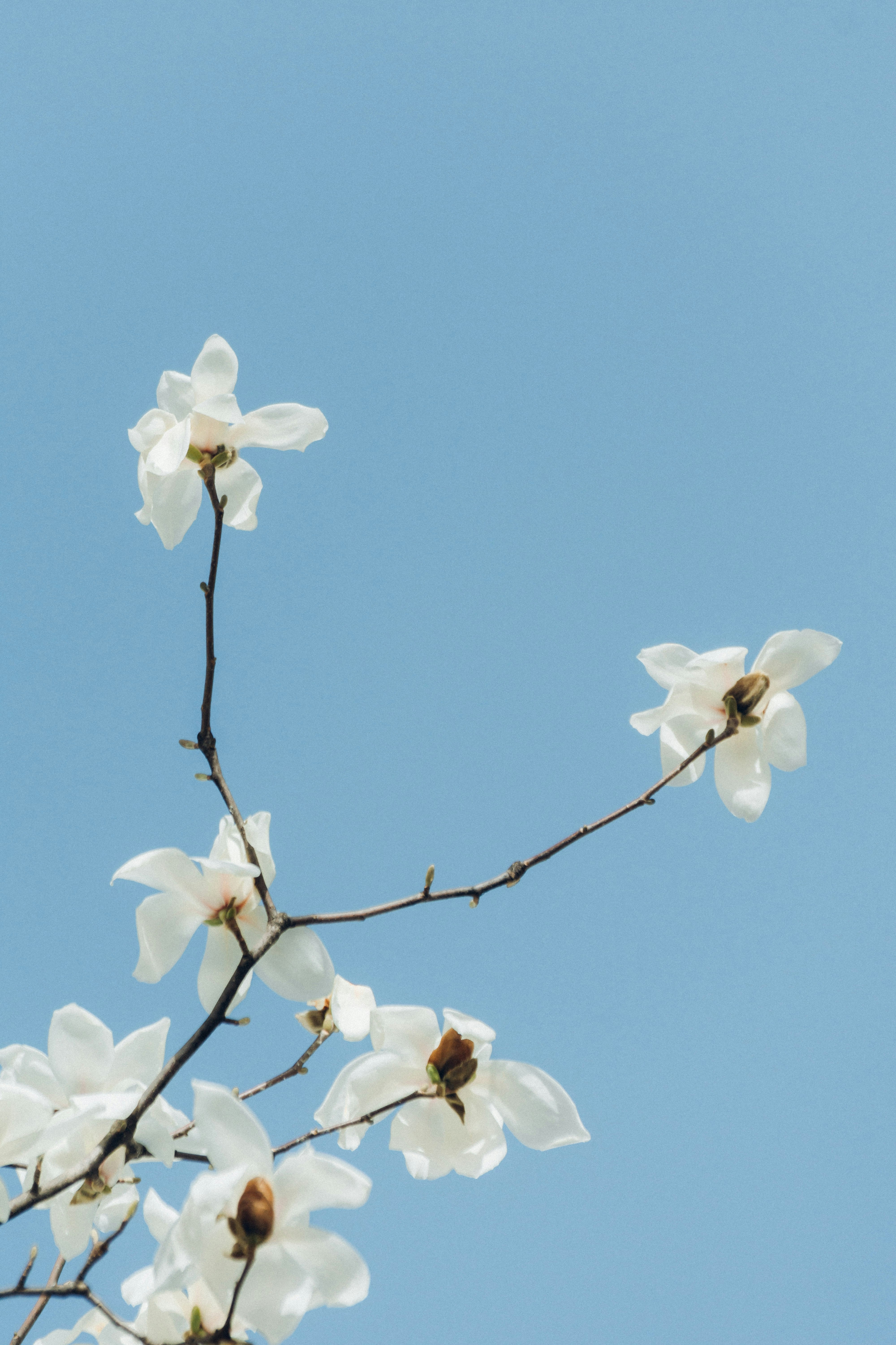 Photo by Spencer Gu with Nikon D7200