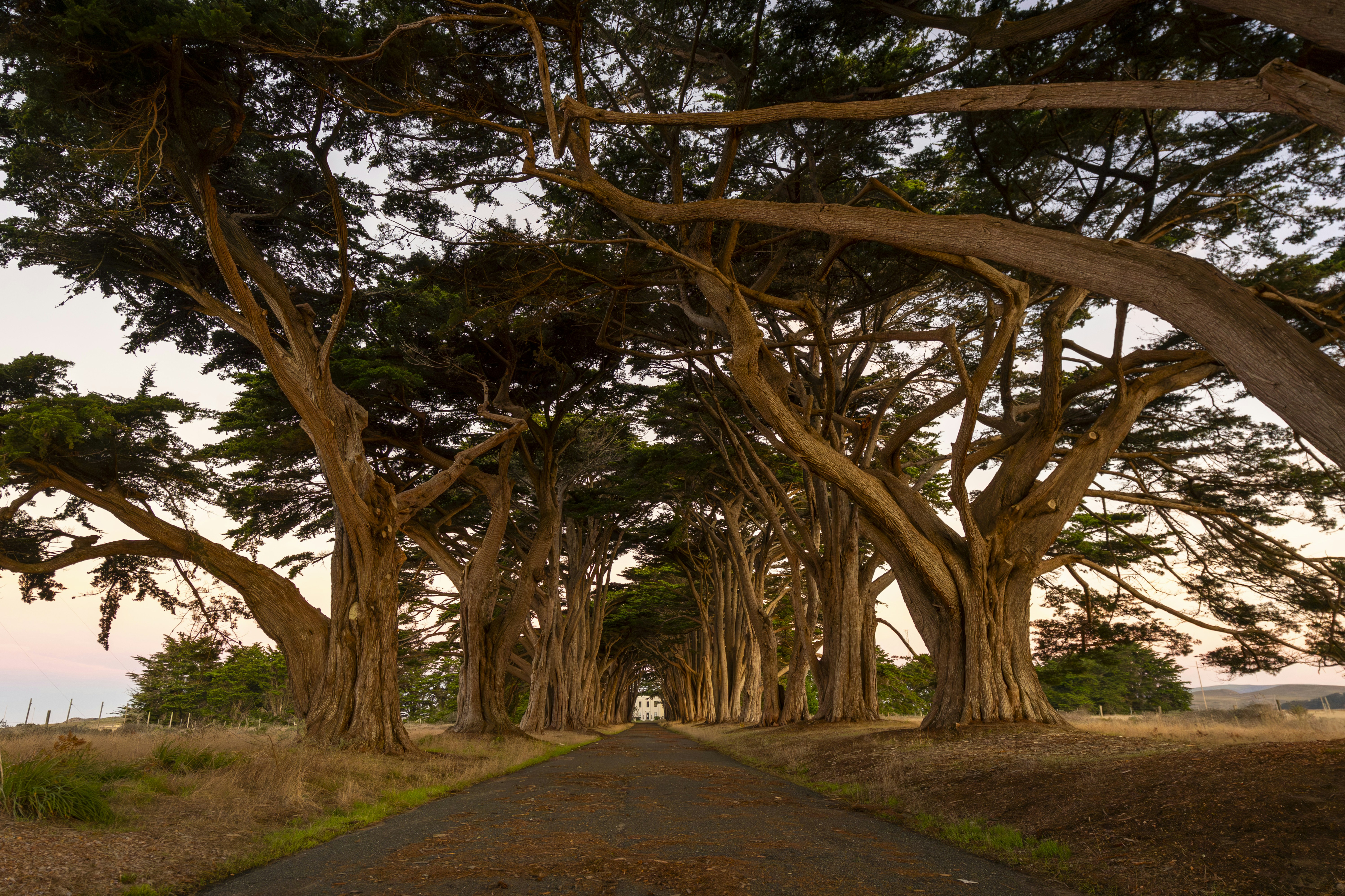 A road lined with large, old cypress trees.