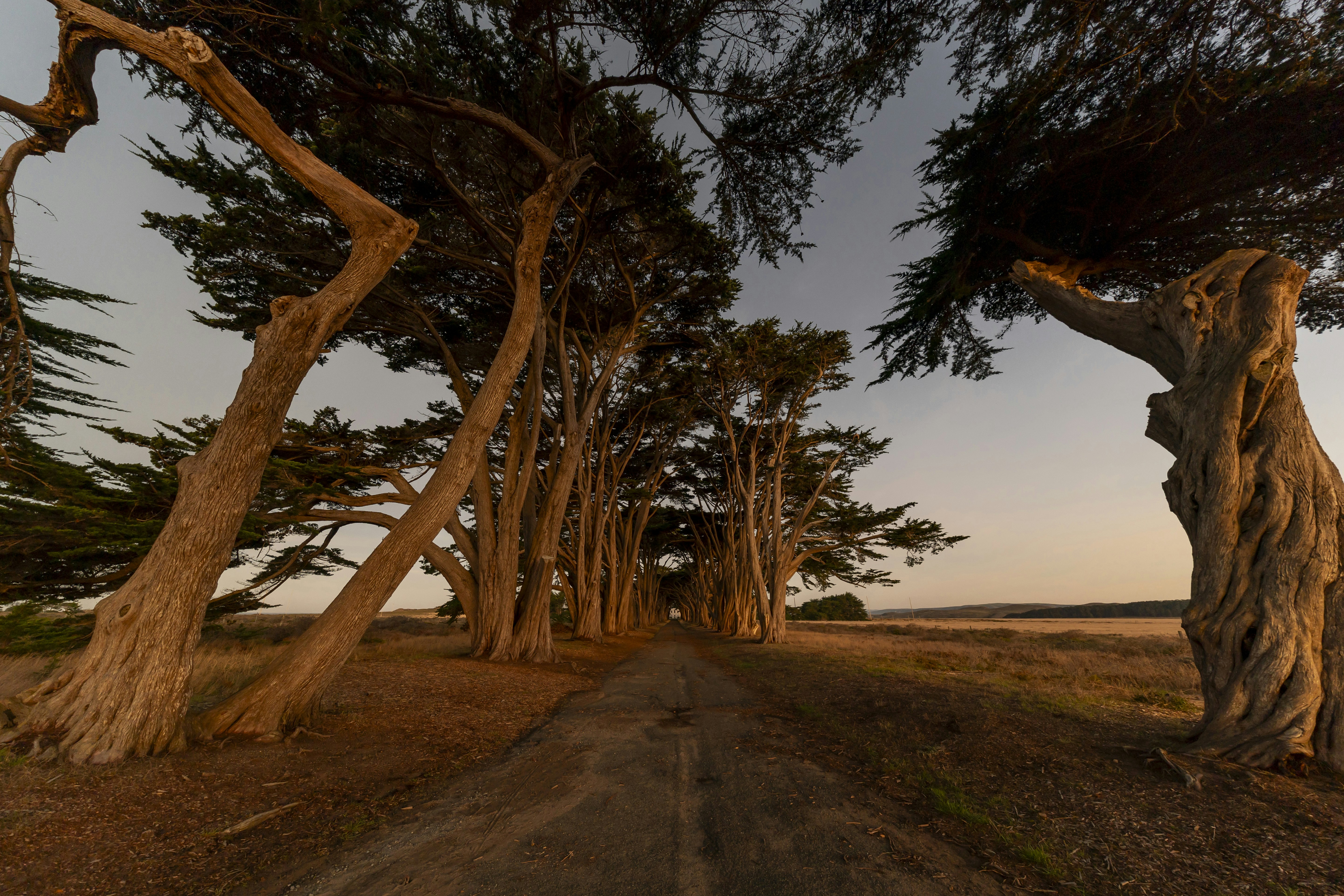 Twisted cypress trees line a dirt path at sunset