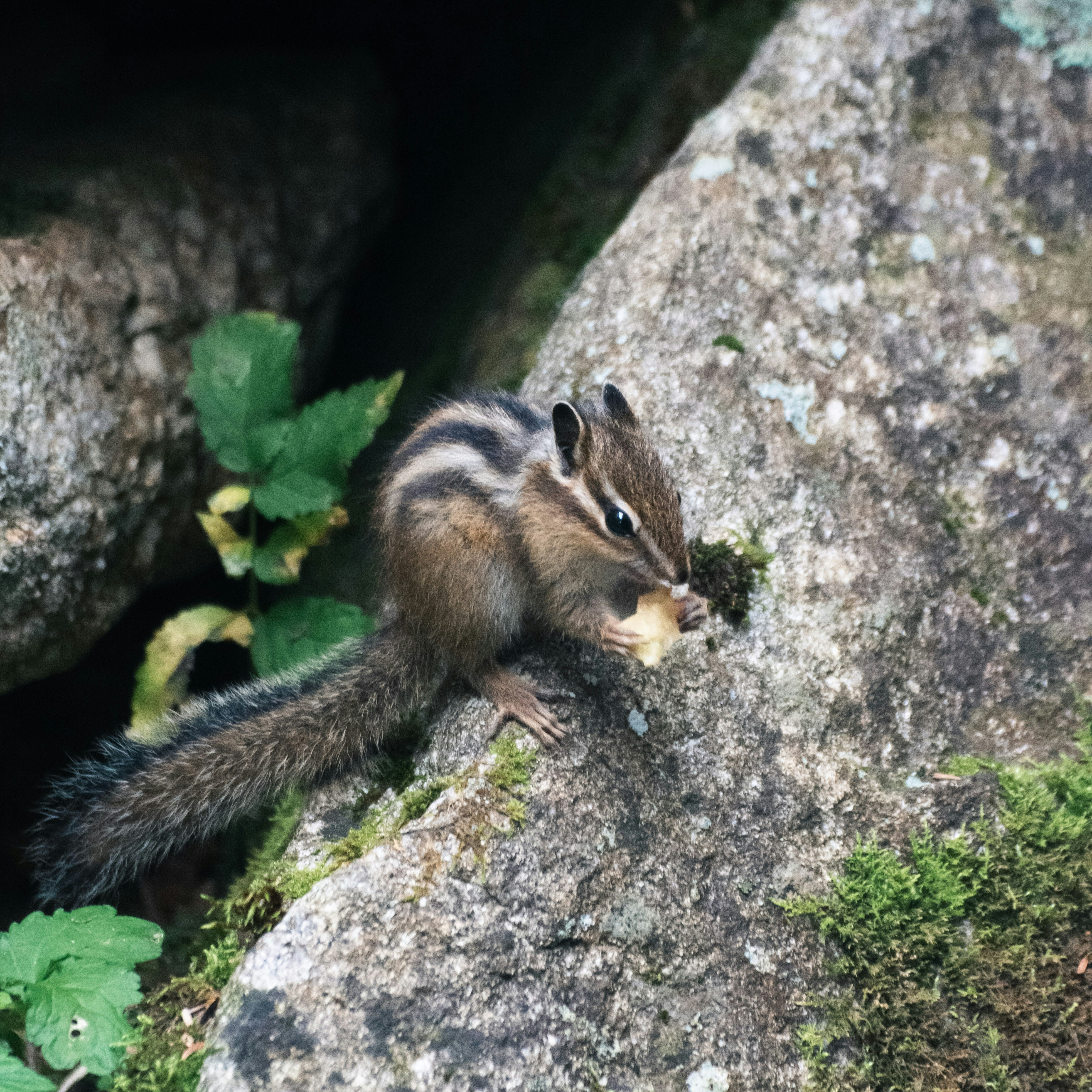 Photo by Spencer Gu with Nikon D7200