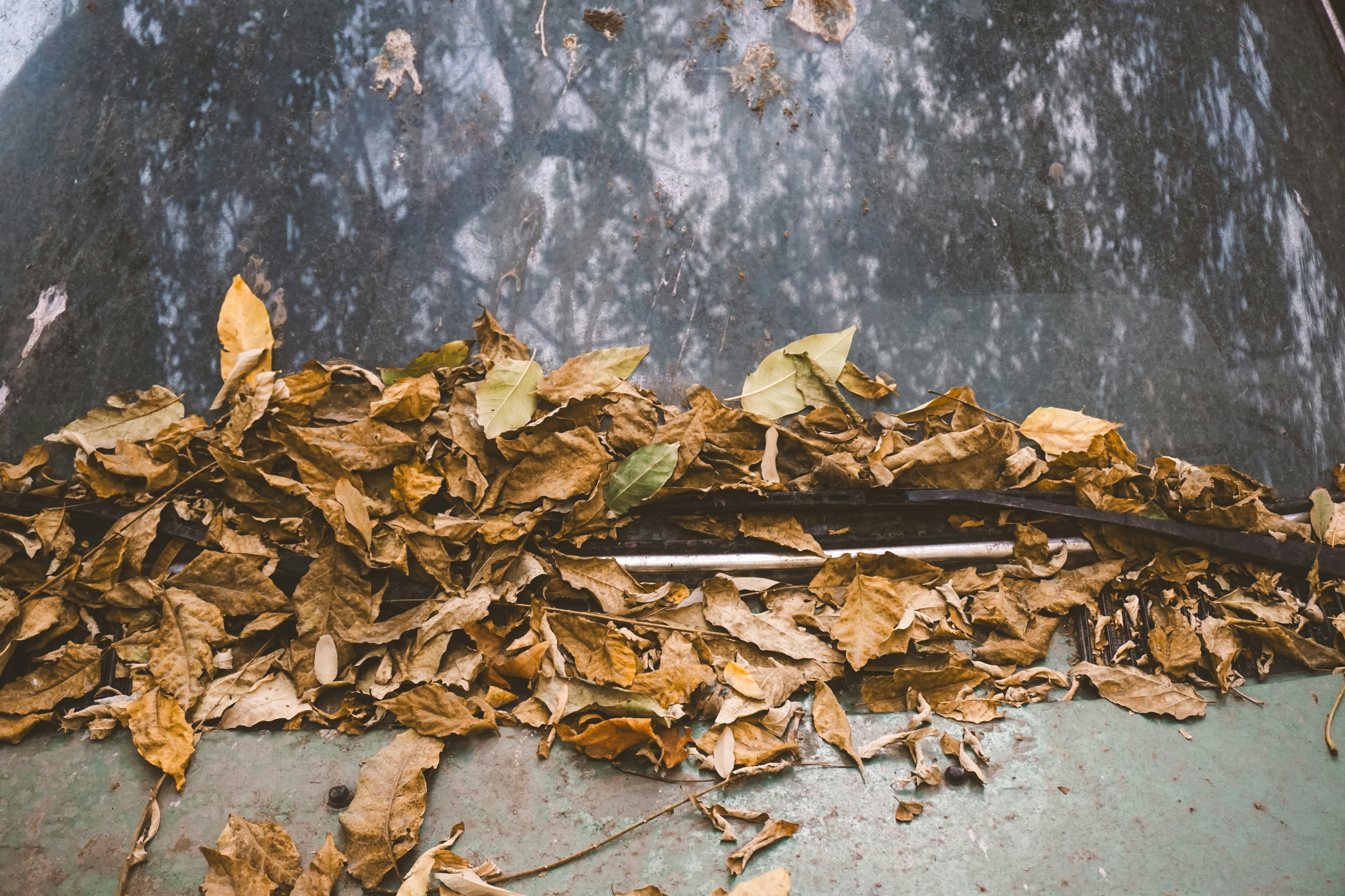 Dust, leaves, and silence.