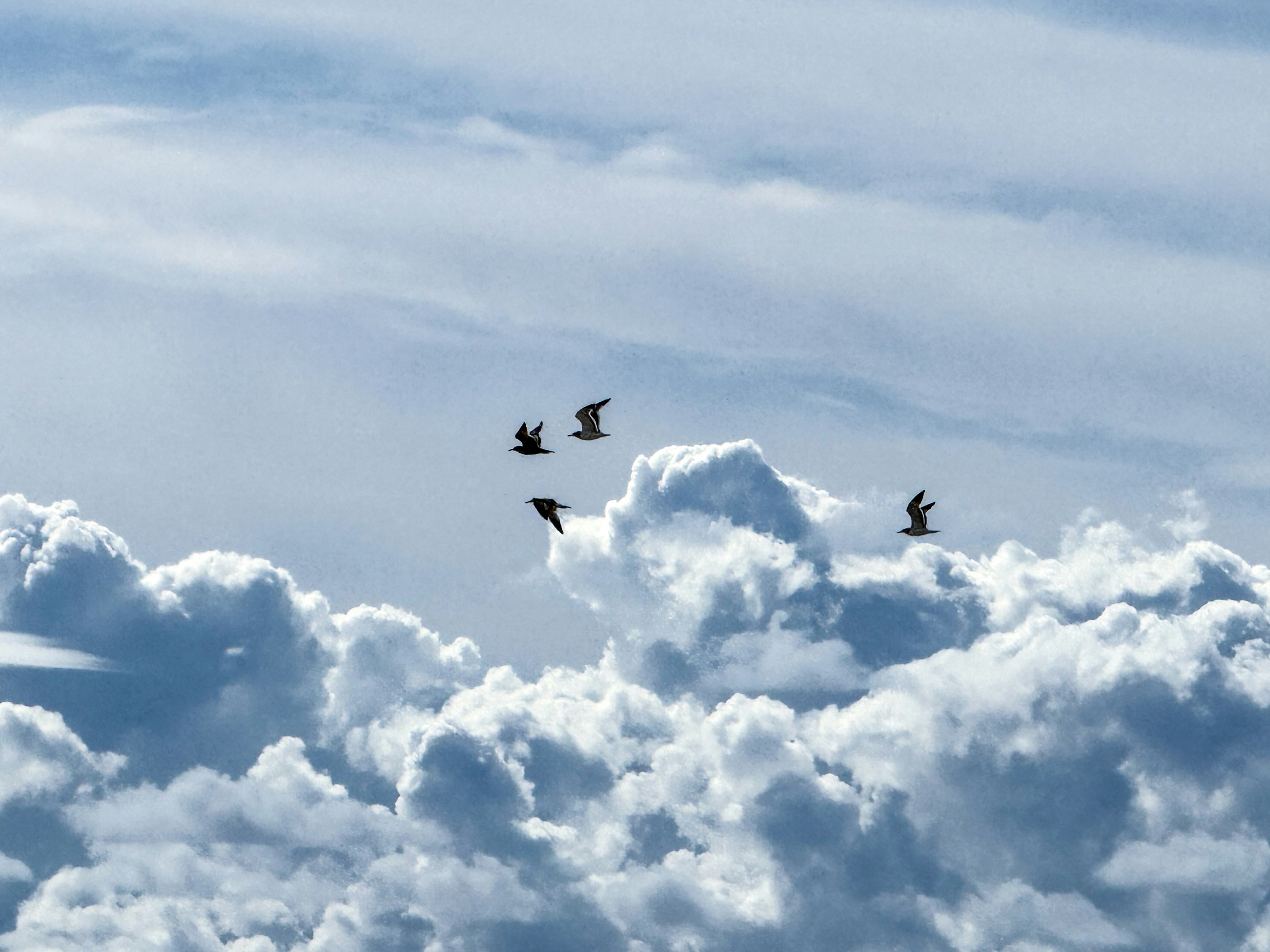 Birds flying through fluffy white clouds photo – Free Animals Image on ...