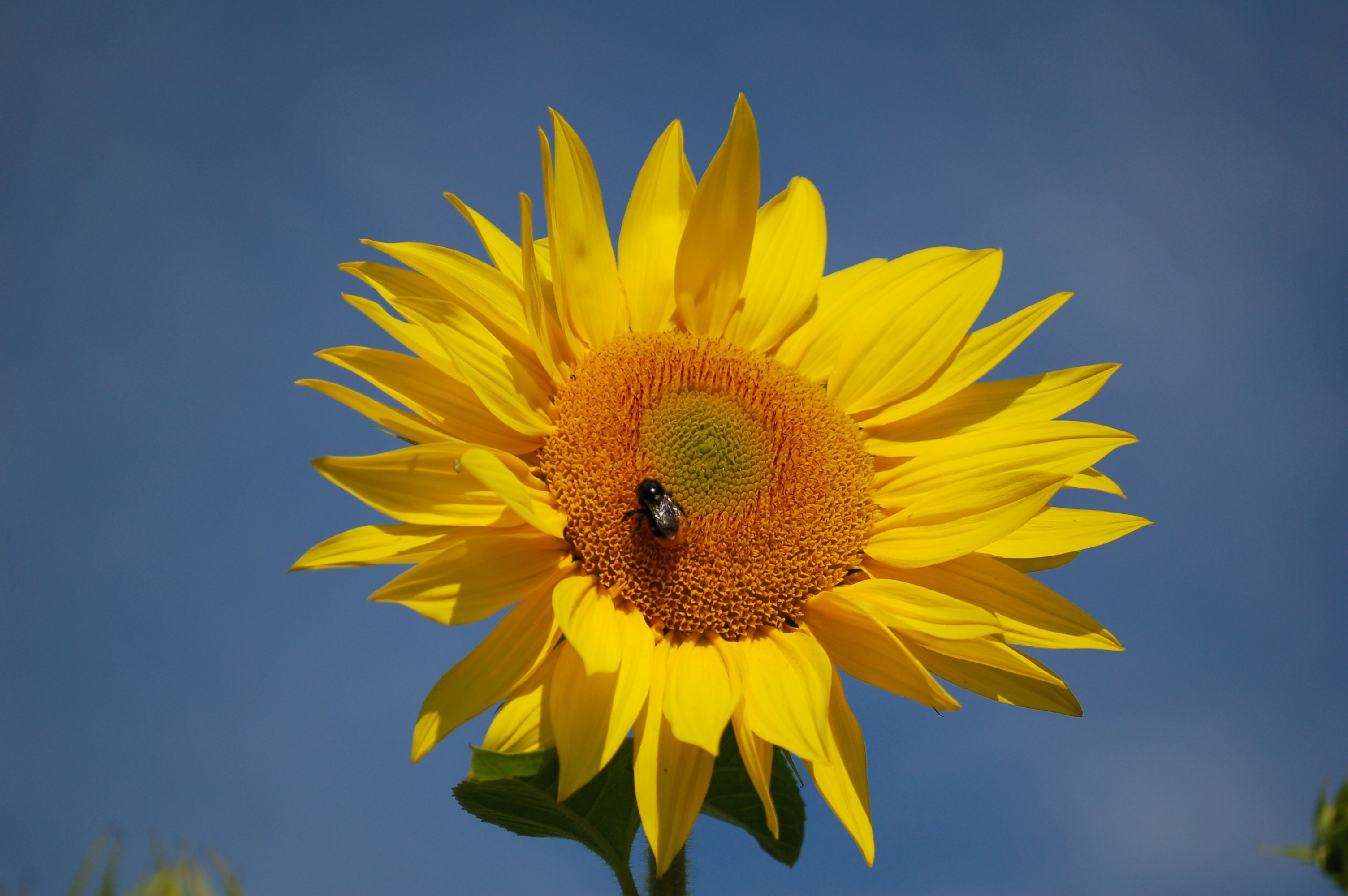 Photo by Lutz Stallknecht with Nikon D50