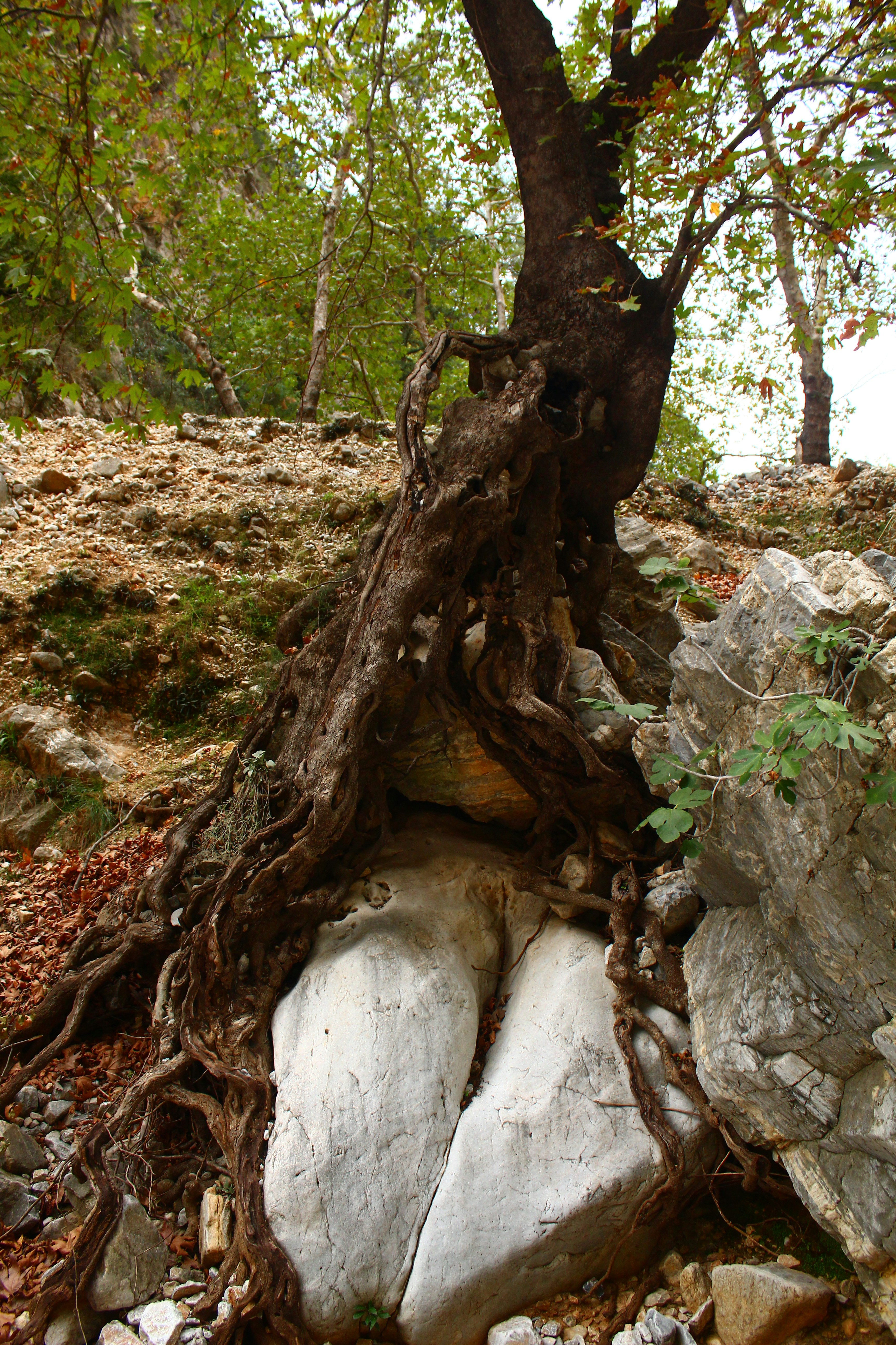 Photo by Seval Torun with Canon EOS 4000D