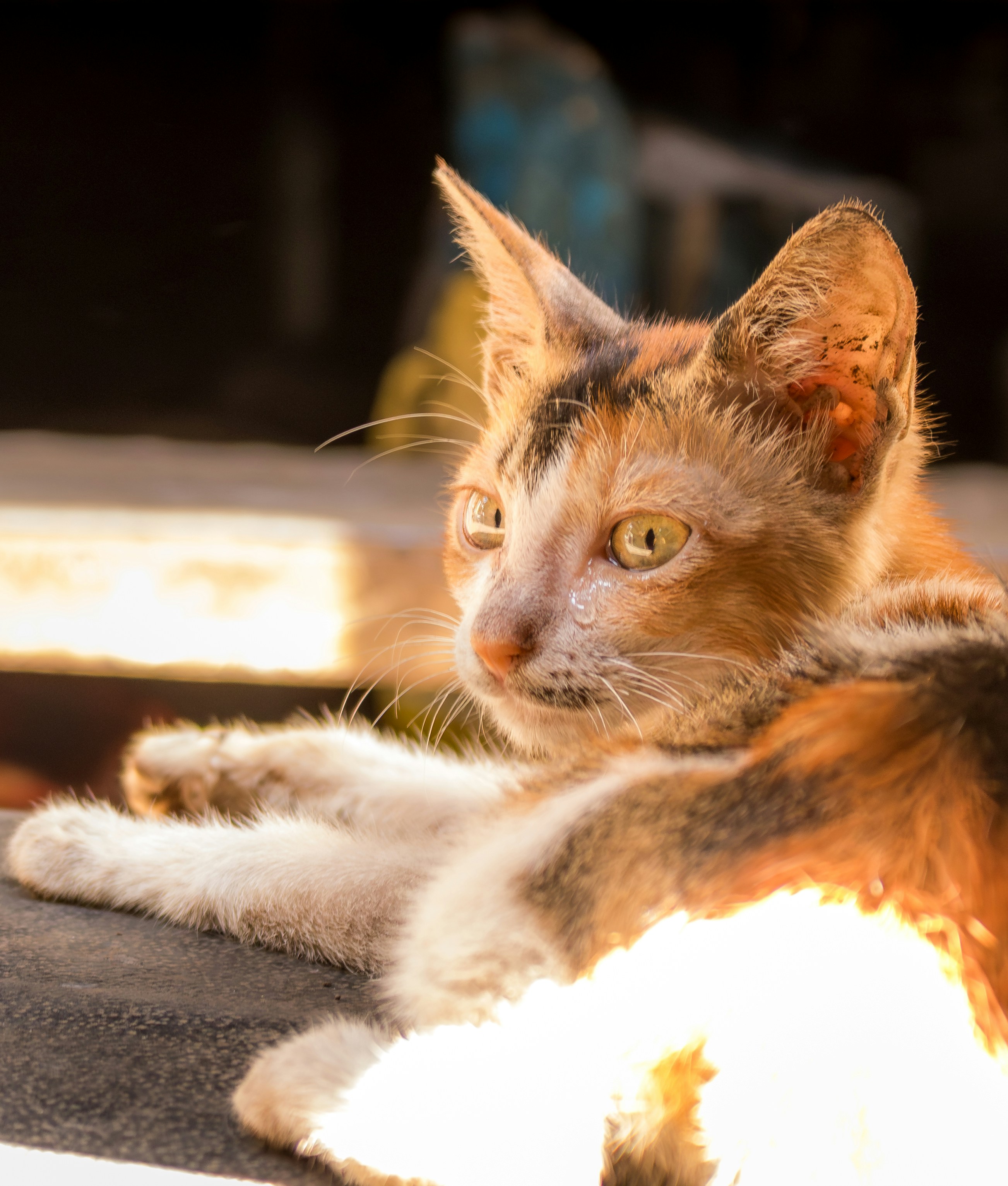 A small, calico kitten lying down, looking directly at the camera with wide, luminous yellow eyes. The kitten's soft fur texture is highlighted by warm side-lighting, emphasizing the patches of orange, black, and white. The shallow depth of field isolates the subject from the dark, abstract background, creating a sweet and intimate portrait. This photo is ideal for animal rescue promotions, a featured image in pet-related content, or to add a touch of warmth and relatable urban life to a social media feed.