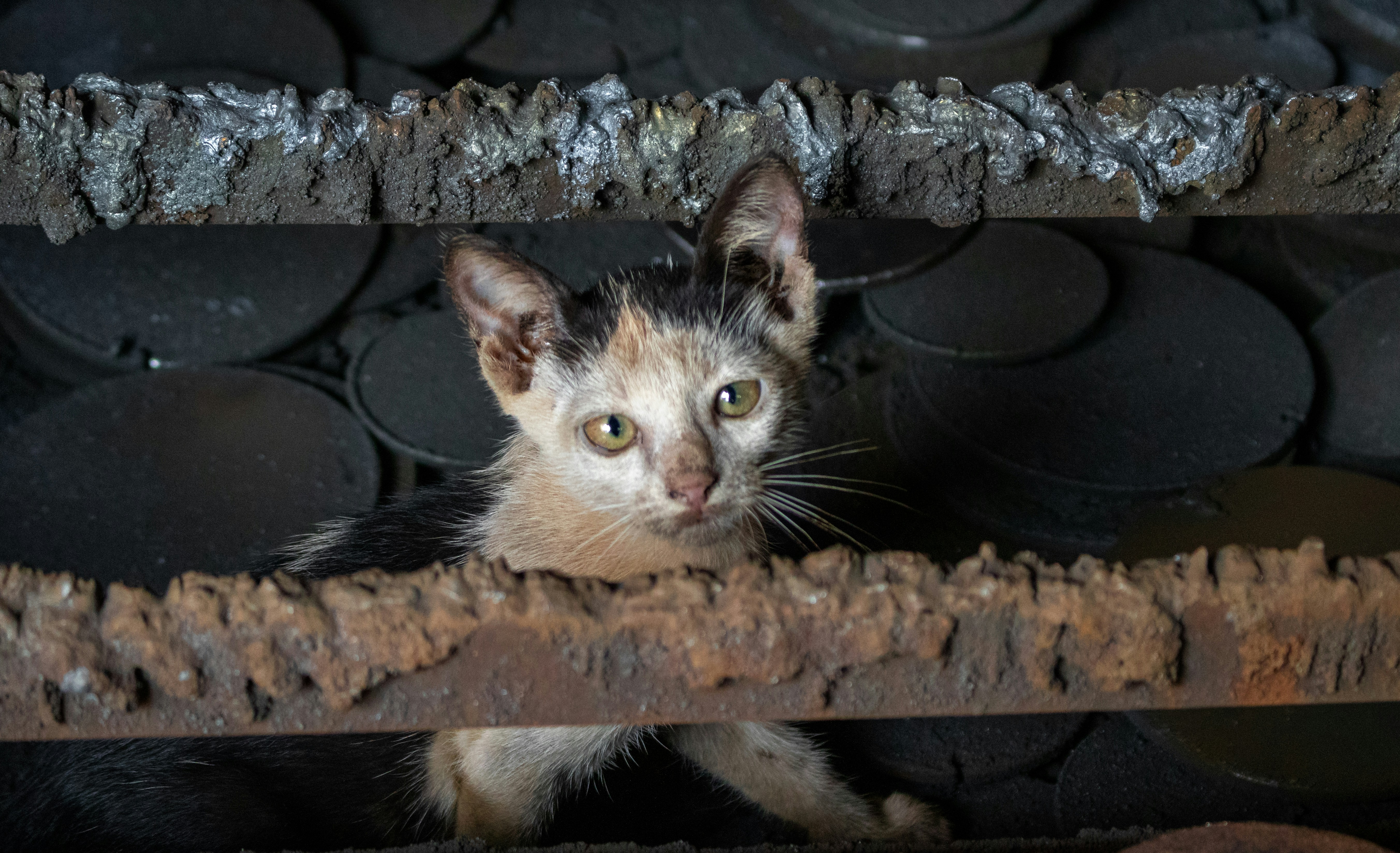 A calico kitten peeking out from behind rusty, rough metal grates, contrasting the kitten's soft fur texture and innocent gaze. This image is excellent for documentary or editorial projects on city life, animal welfare, or to add a compelling contrast between nature and industry to a visual story.