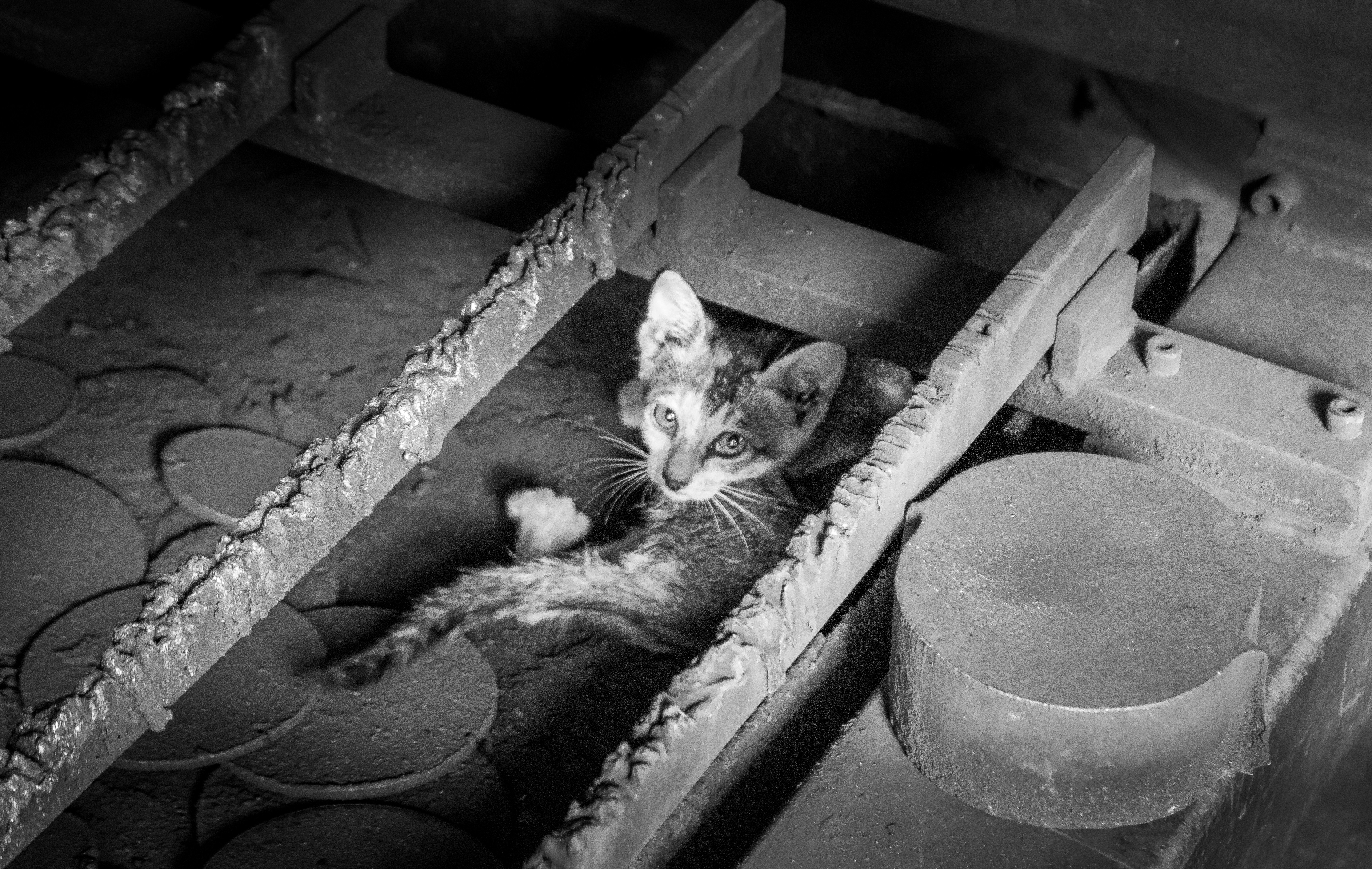 A calico kitten peeking out from behind rusty, rough metal grates, contrasting the kitten's soft fur texture and innocent gaze. This image is excellent for documentary or editorial projects on city life, animal welfare, or to add a compelling contrast between nature and industry to a visual story.