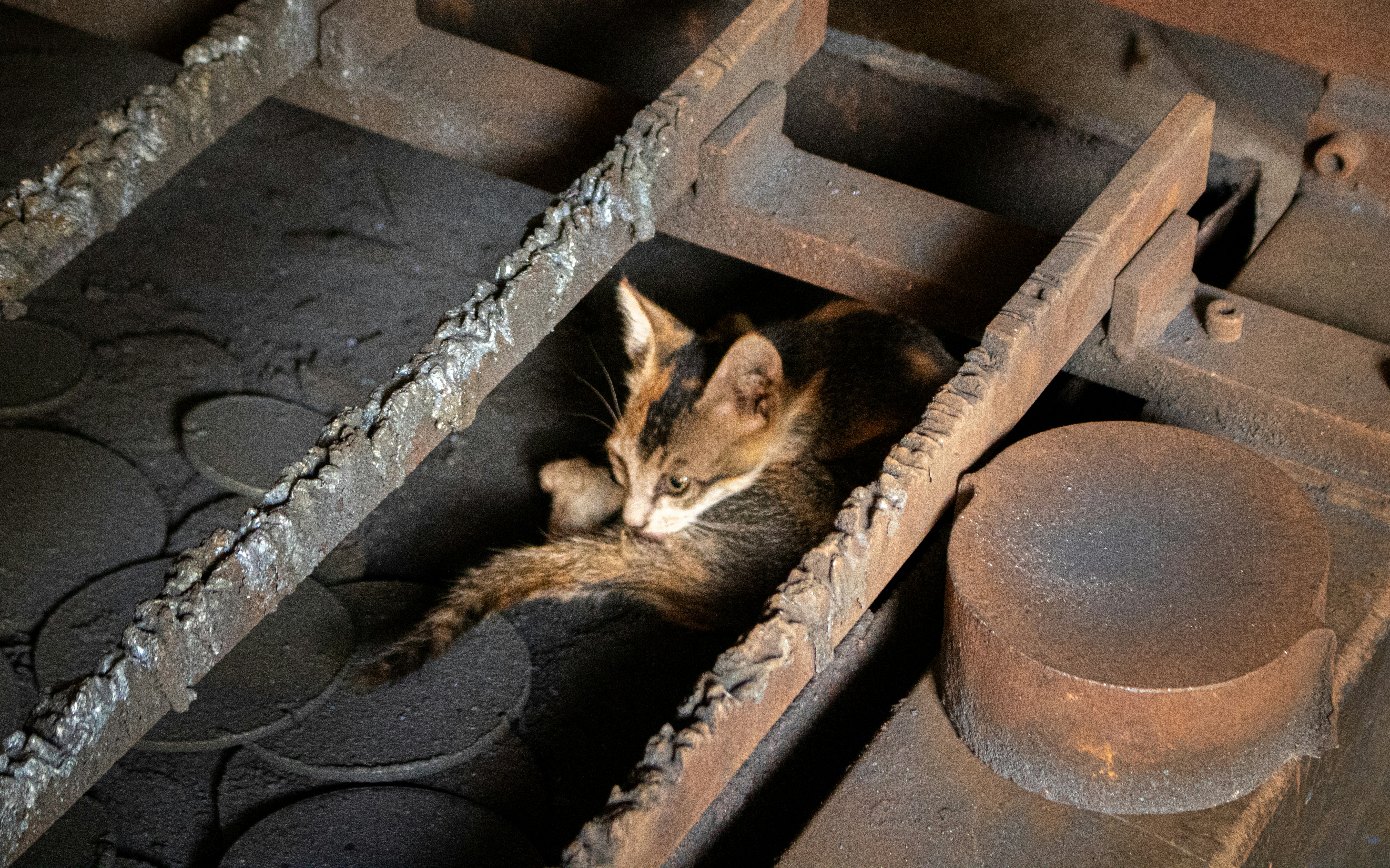 A calico kitten peeking out from behind rusty, rough metal grates, contrasting the kitten's soft fur texture and innocent gaze. This image is excellent for documentary or editorial projects on city life, animal welfare, or to add a compelling contrast between nature and industry to a visual story.