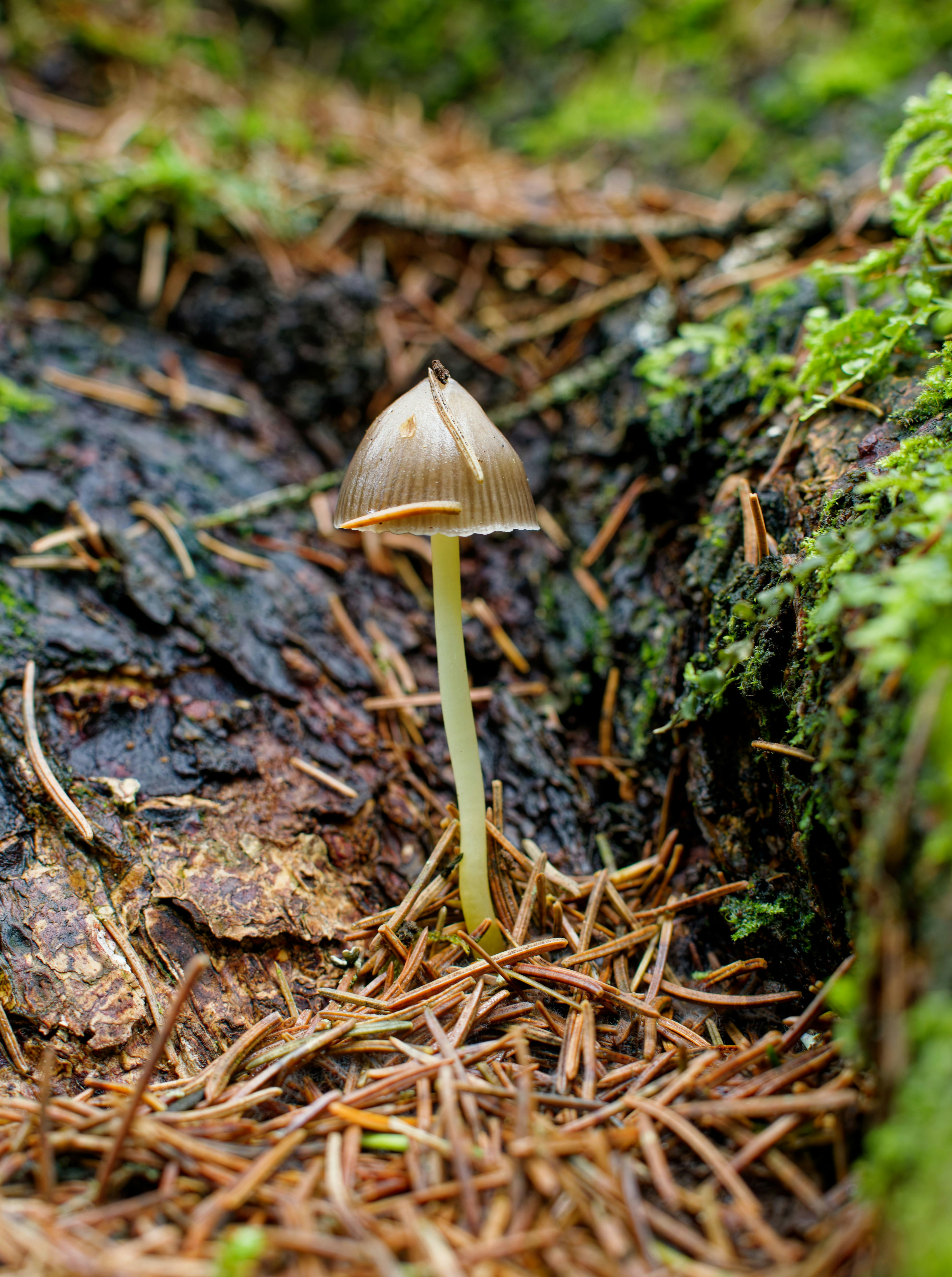 Sentinel of the Pine Needle Carpet